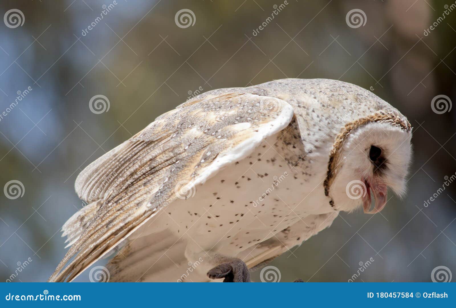 This is a Side View of a Barn Owl Stock Photo - Image of large, mouser ...