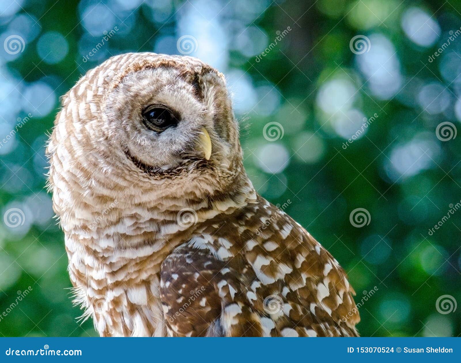 Side view of a Barred owl stock photo. Image of hunter - 153070524