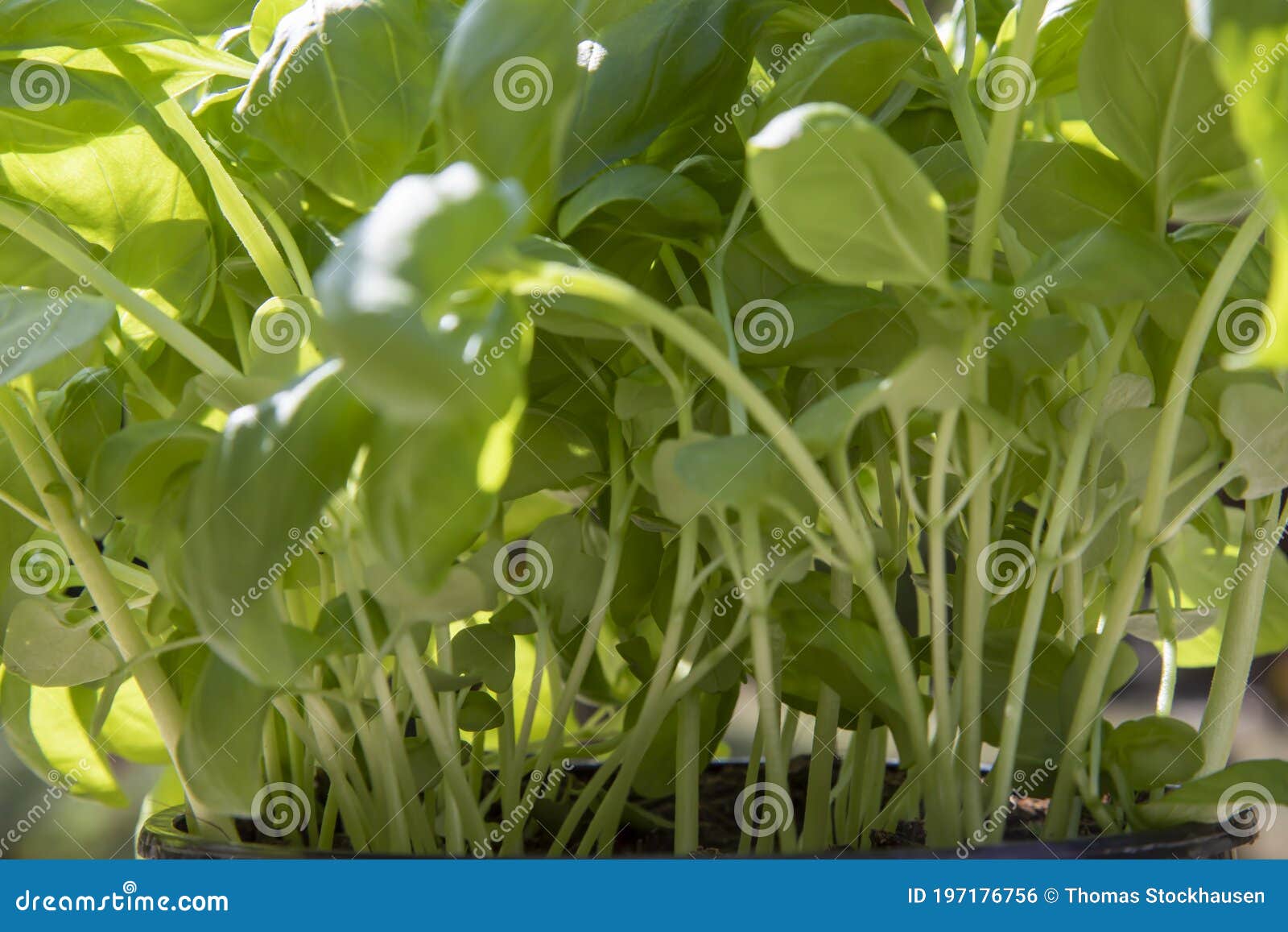 Side view of a basil plant stock photo. Image of ingredients - 197176756