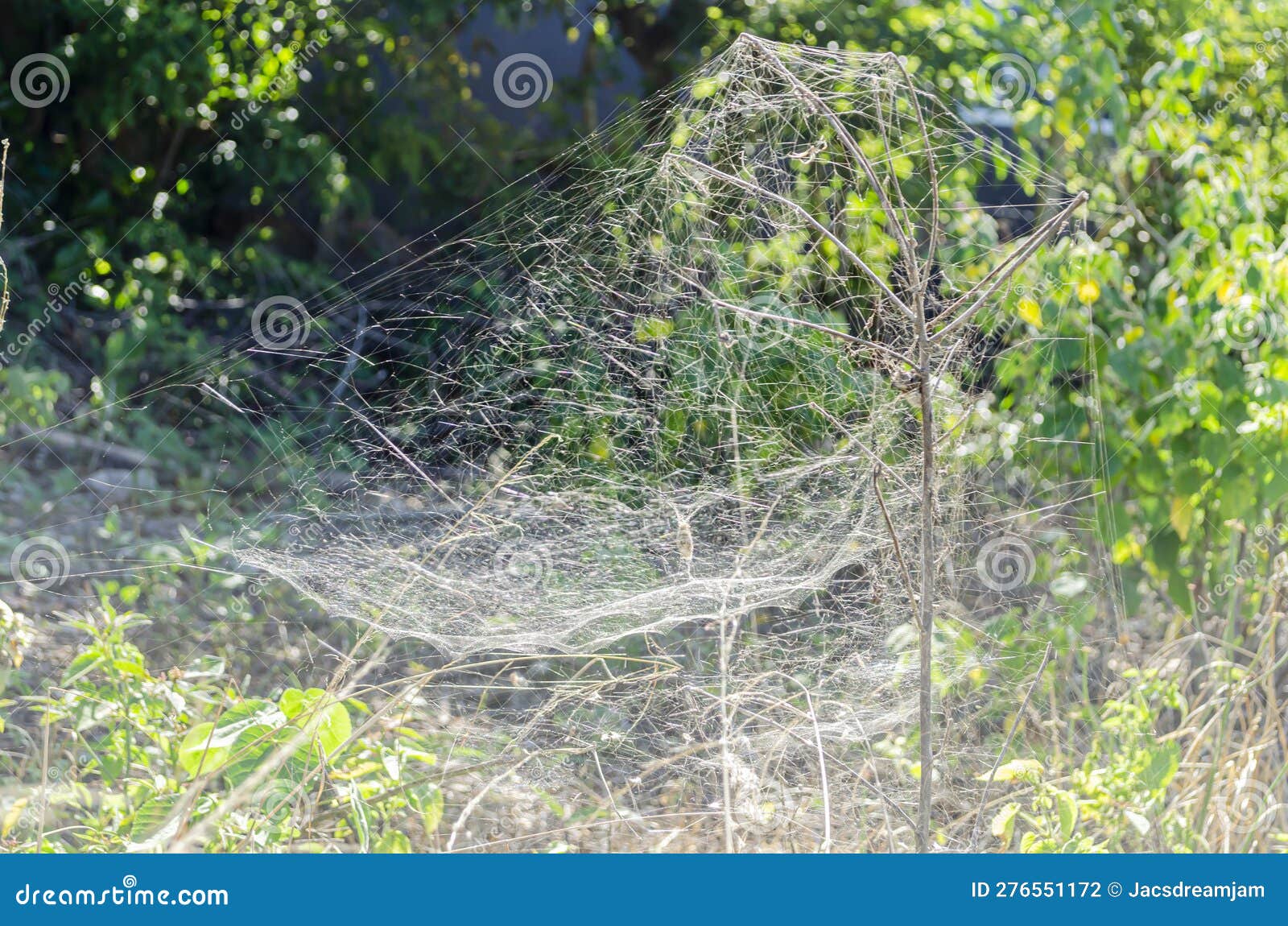 Side View of Thick Weaved Web Trap Stock Photo - Image of insect ...