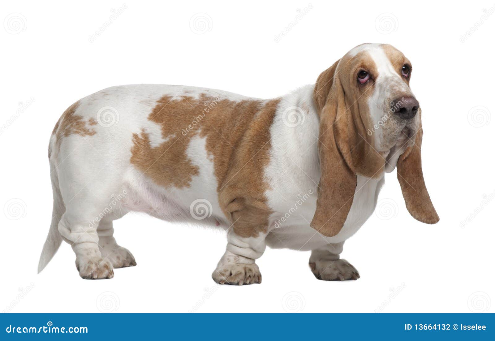 What Original Basset Hounds Looked Like