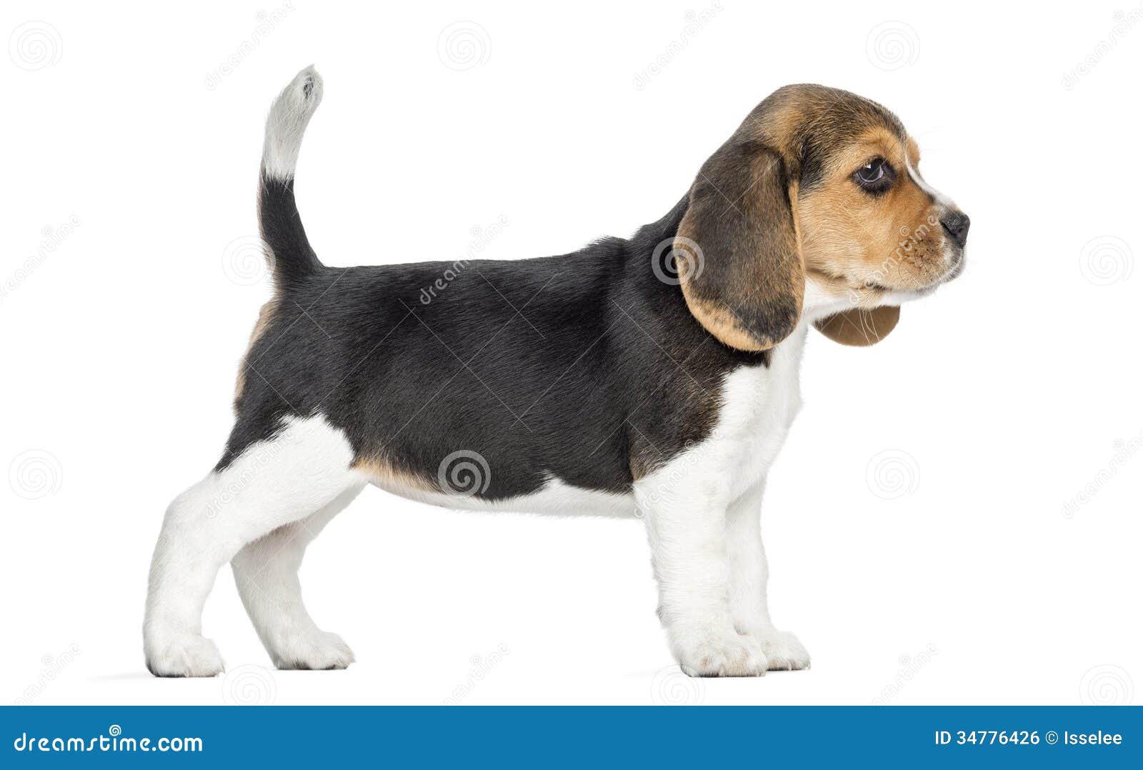 Side View Of A Beagle Puppy Standing, Isolated Stock Photo - Image ...