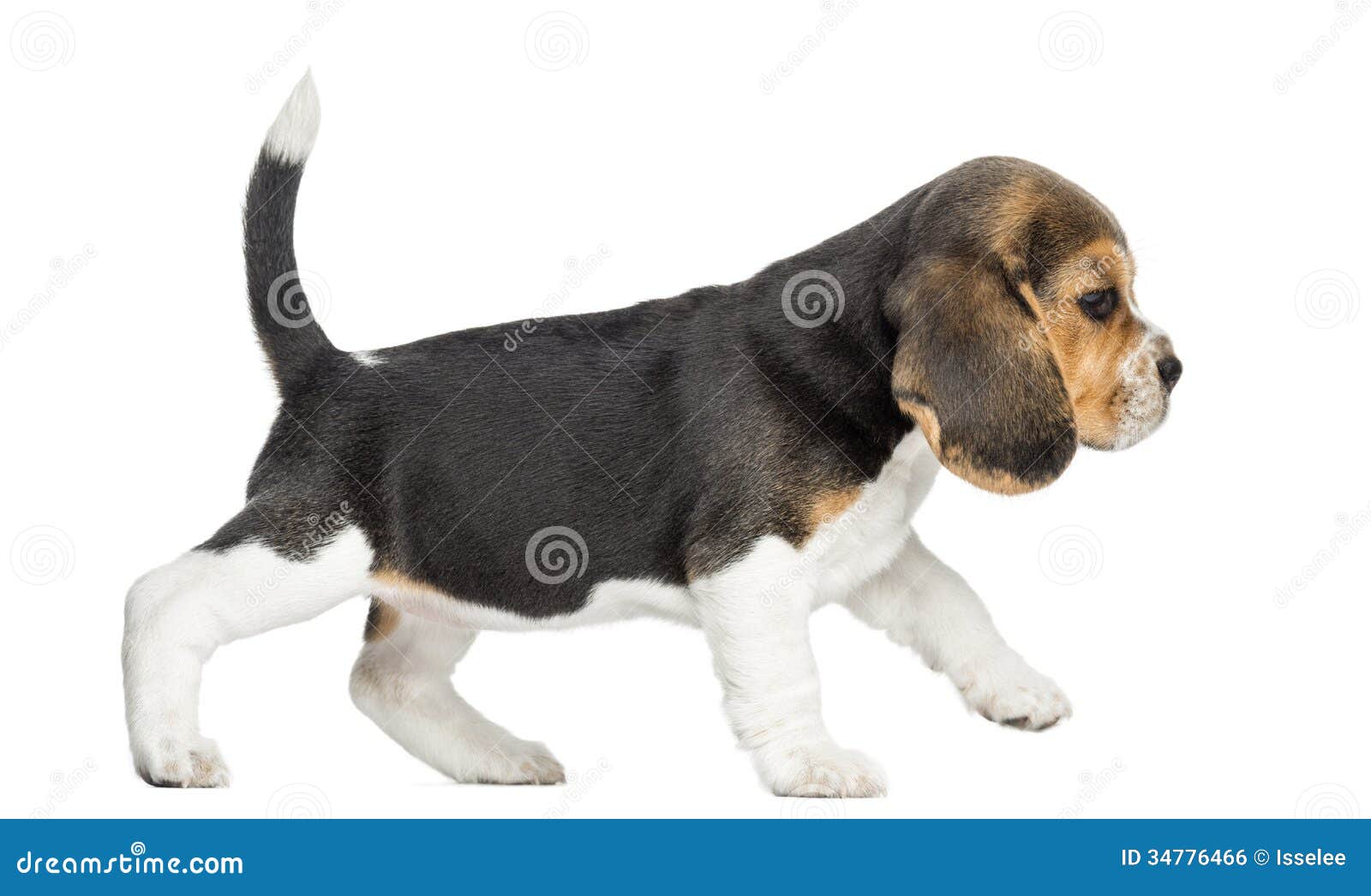 Side View of a Beagle Puppy Walking, Isolated Stock Photo - Image of ...