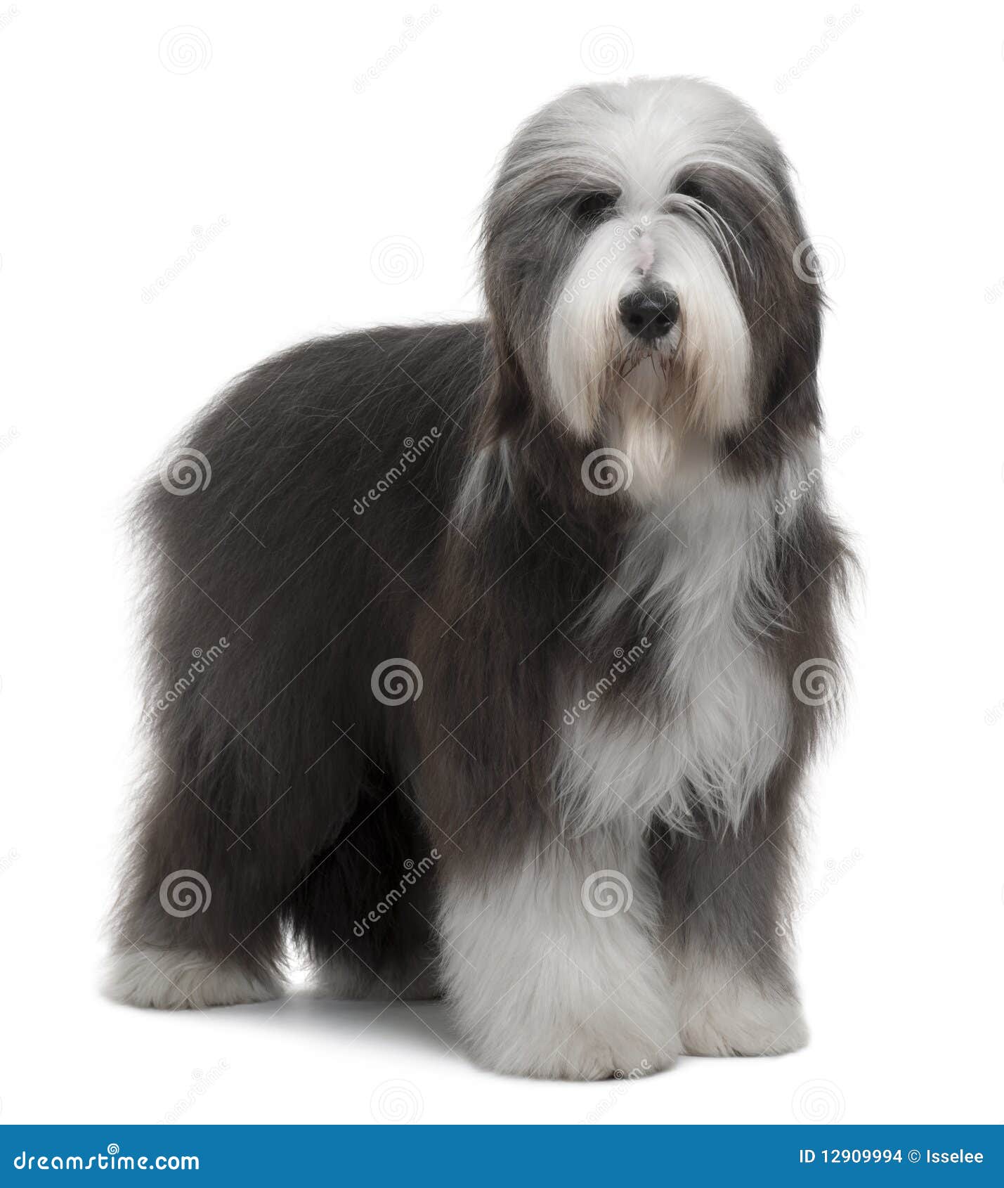 Side View of Bearded Collie, 1 Year Old, Standing Stock Photo - Image ...