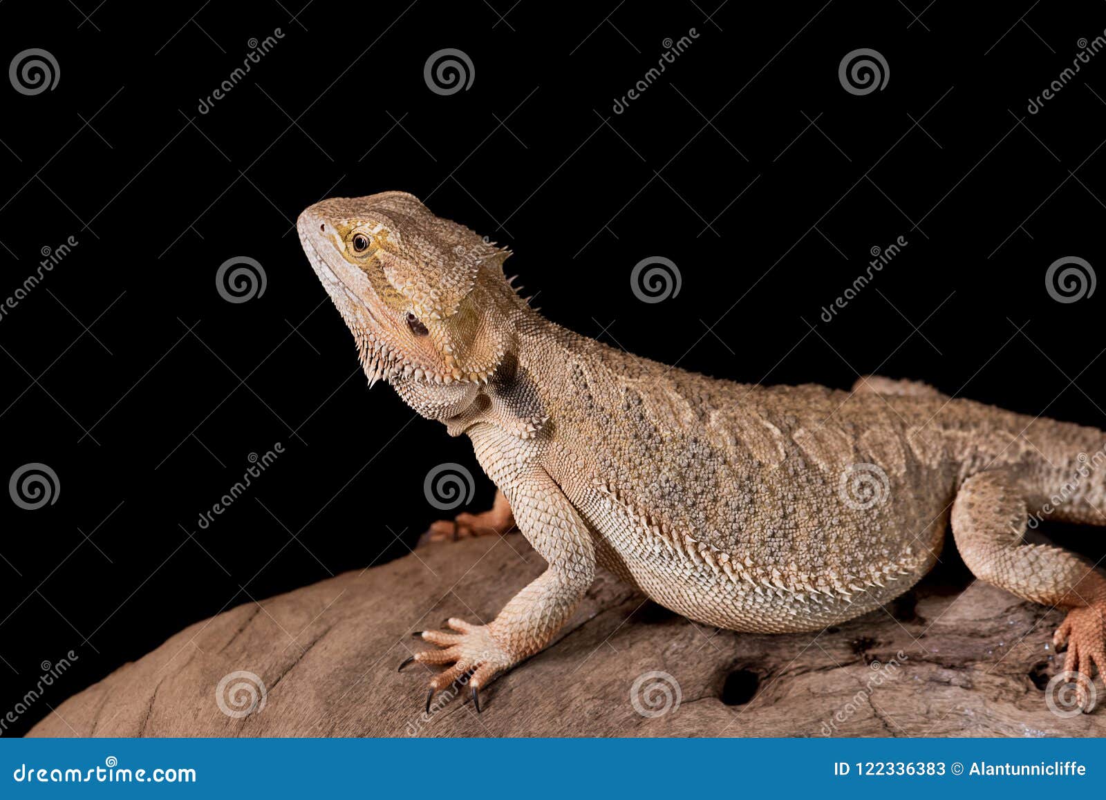 Side View Of A Bearded Dragon Stock Image - Image of scale, nature ...