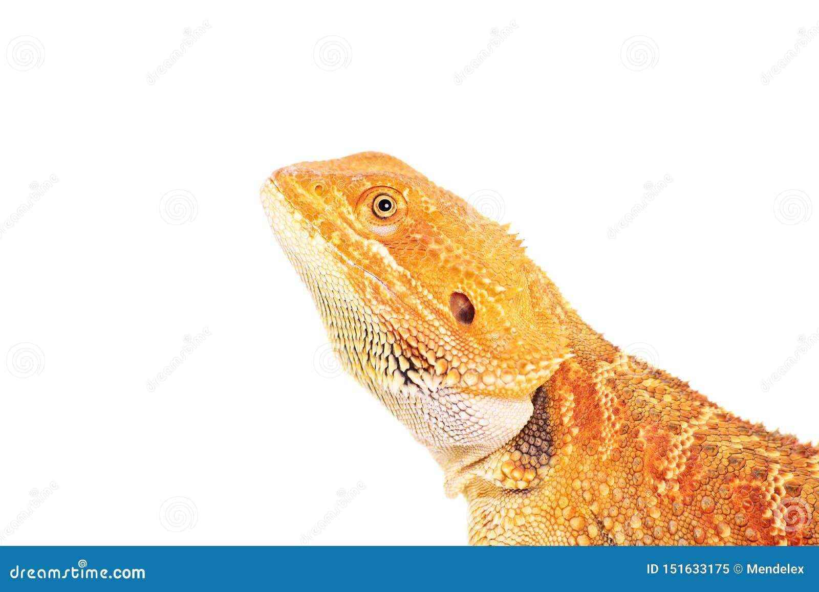 Side View of a Bearded Dragon Stock Image - Image of closeup ...