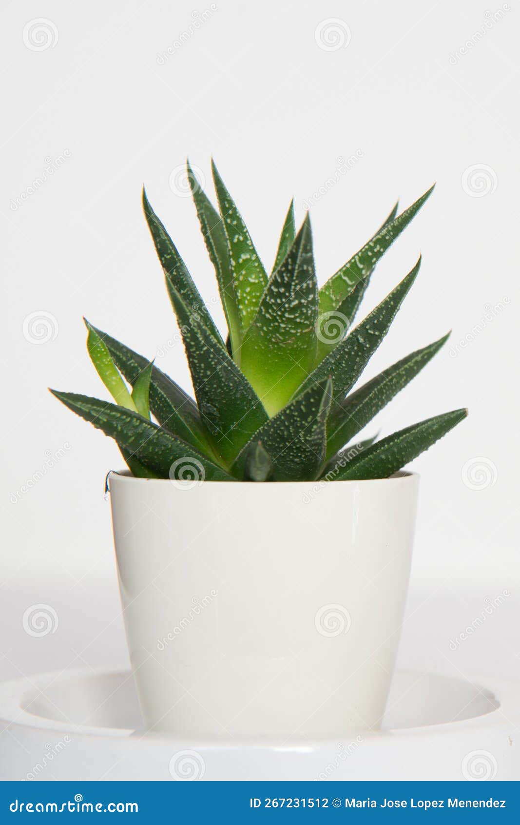 Side View of a Beautiful Cactus with White Background Stock Photo ...
