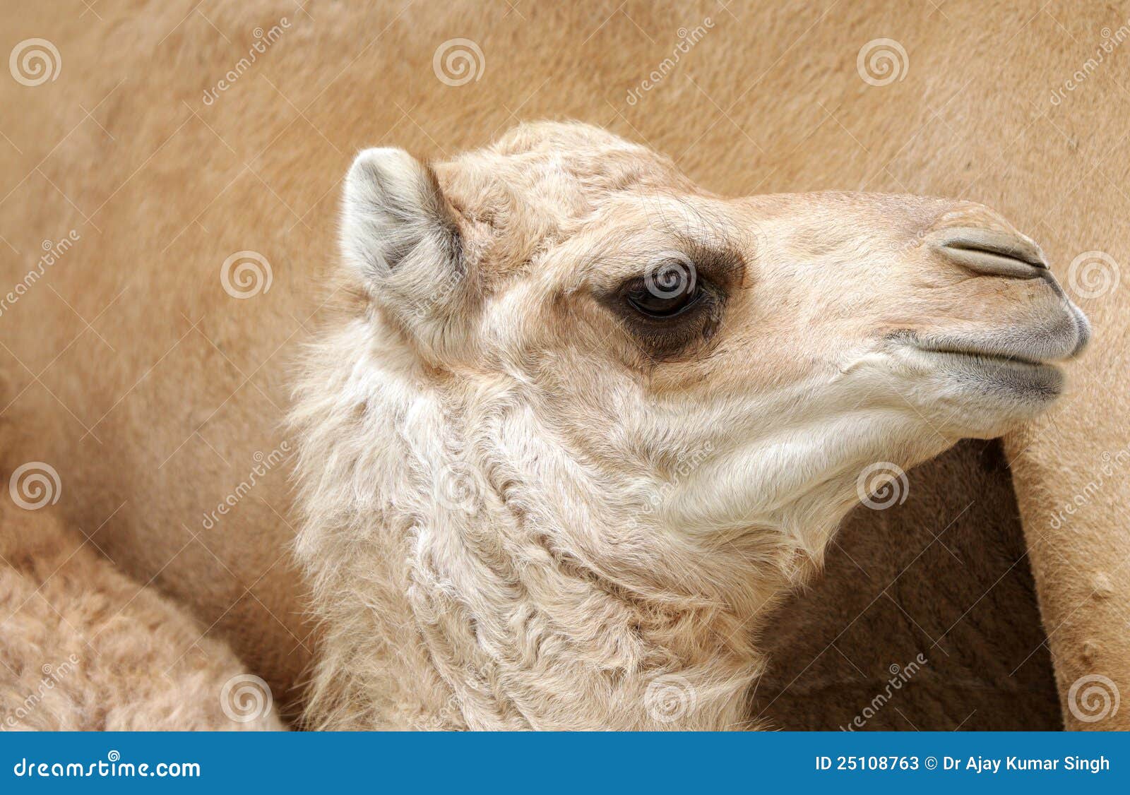 Side View of Beautiful Camel Calf Stock Image - Image of chordata, east ...