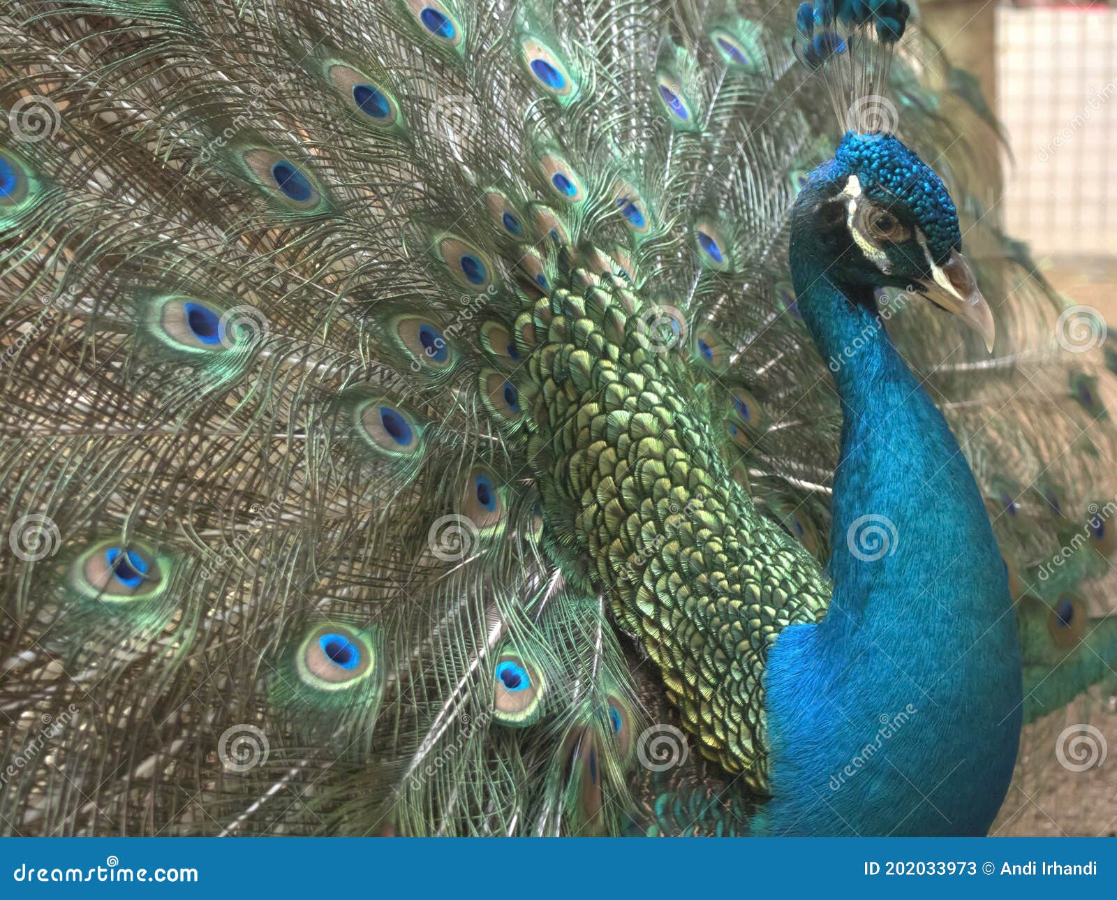 Side View of the Beautiful Colors Peacock Stock Image - Image of side ...