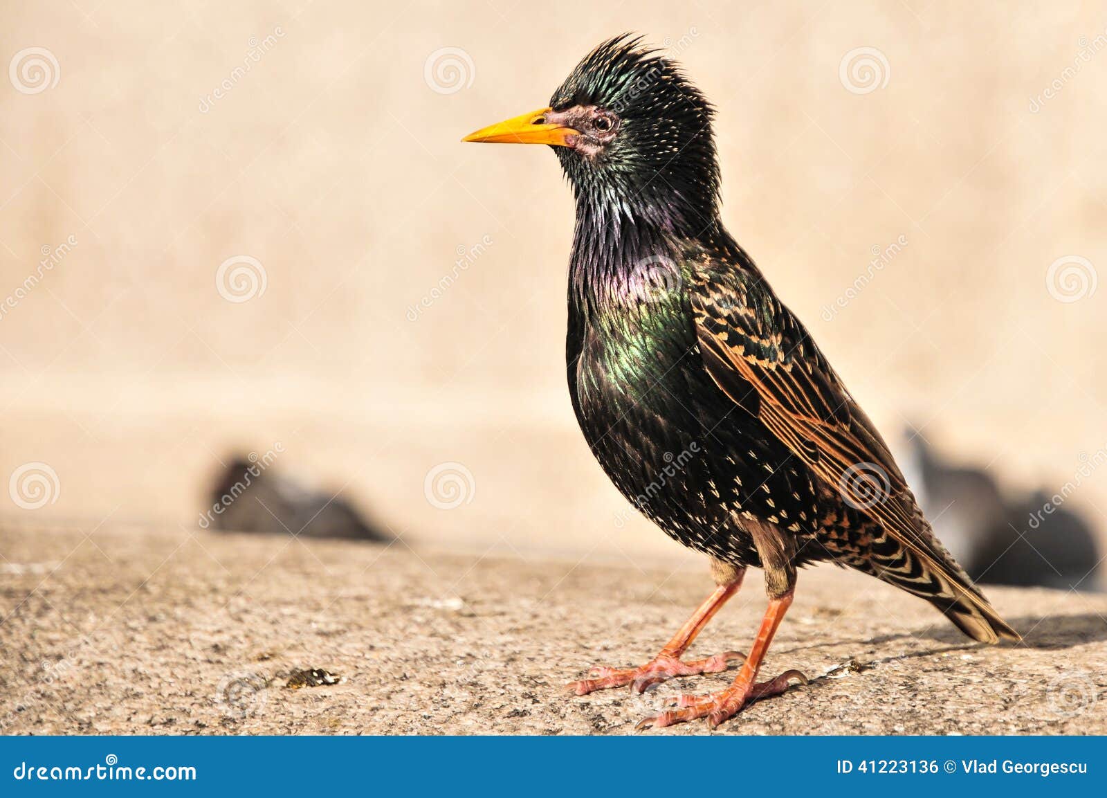 Side View of a Beautiful Common Starling Stock Photo - Image of yellow ...