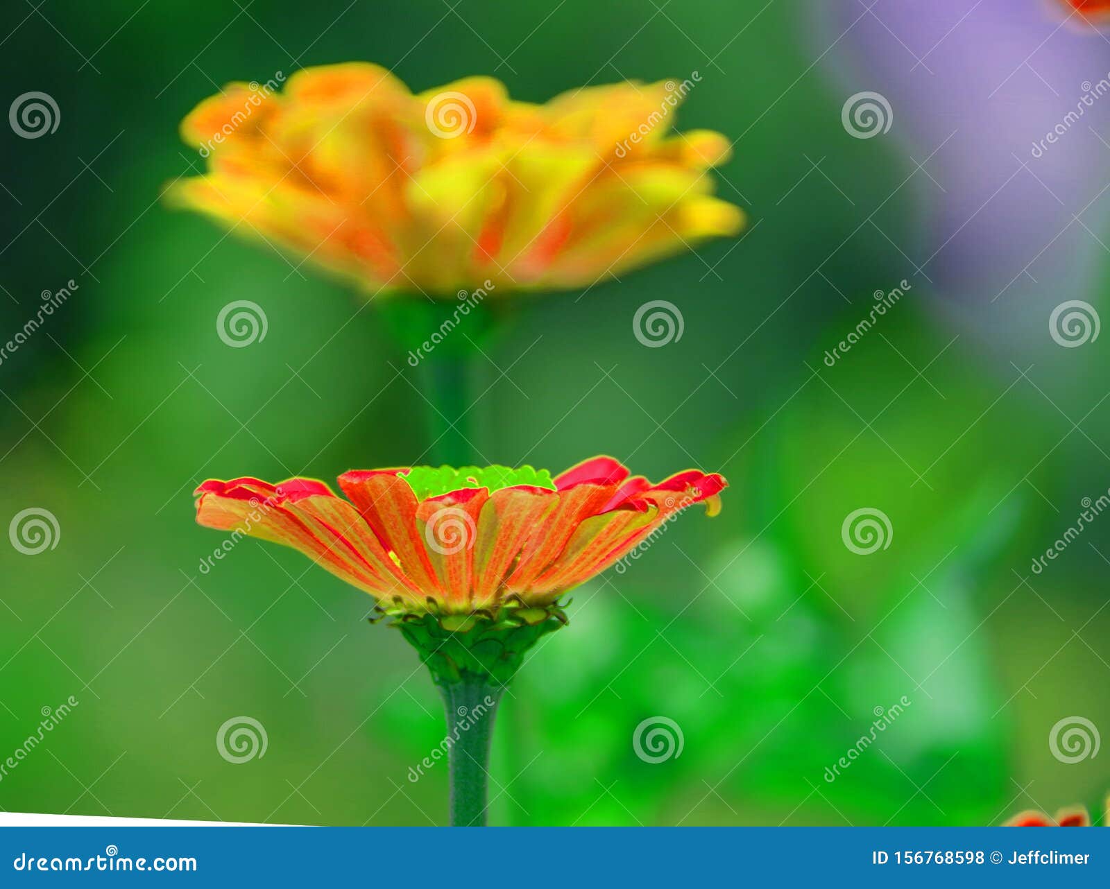 Side View of a Beautiful Flower in Bloom Stock Photo - Image of bloom ...