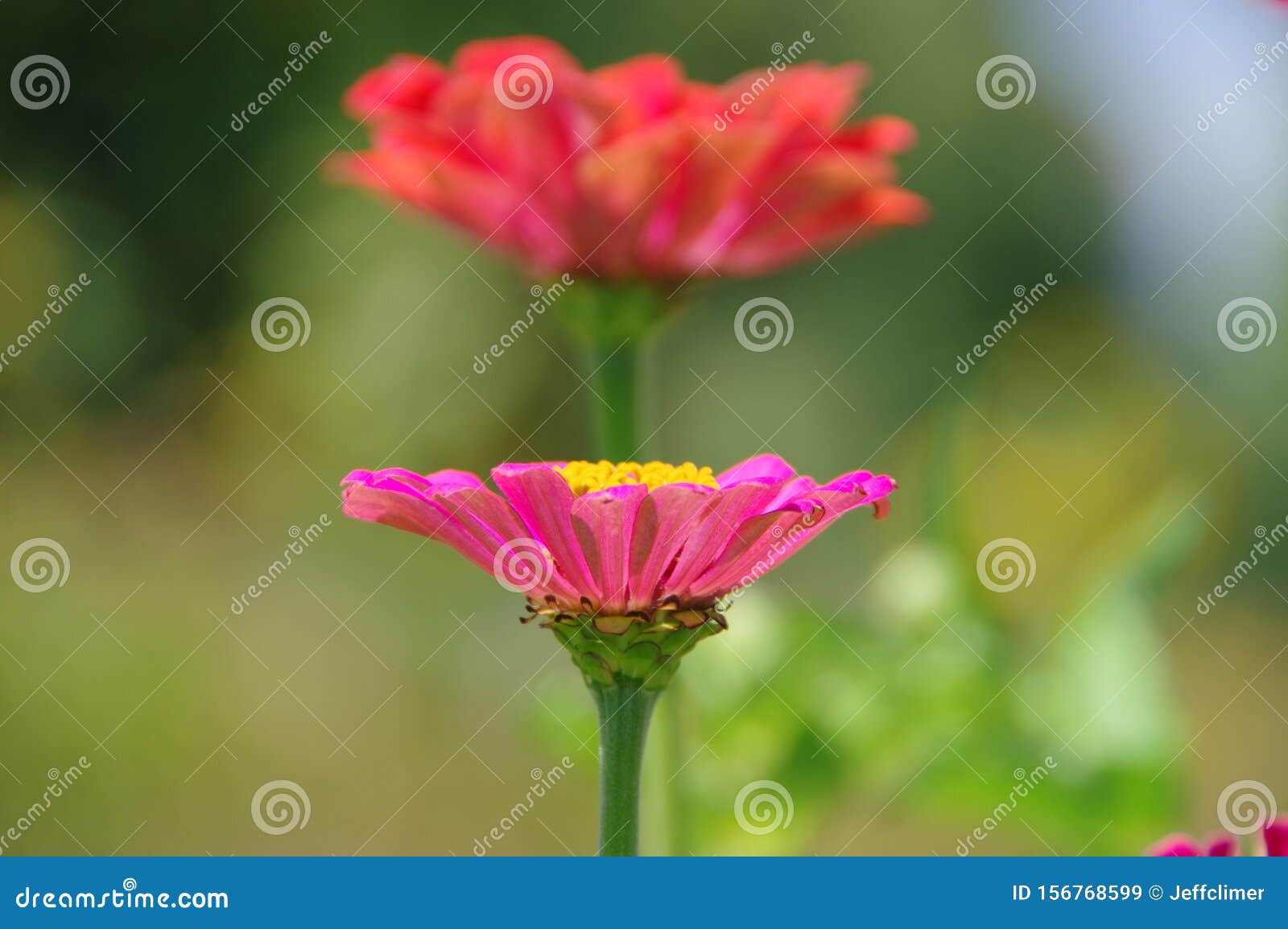 Side View of a Beautiful Flower in Bloom Stock Image - Image of flower ...