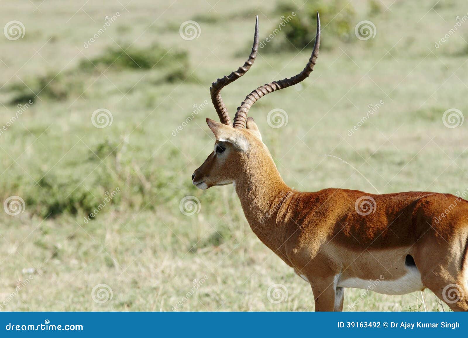 A Side View of a Beautiful Impala Stock Photo - Image of africa, impala ...