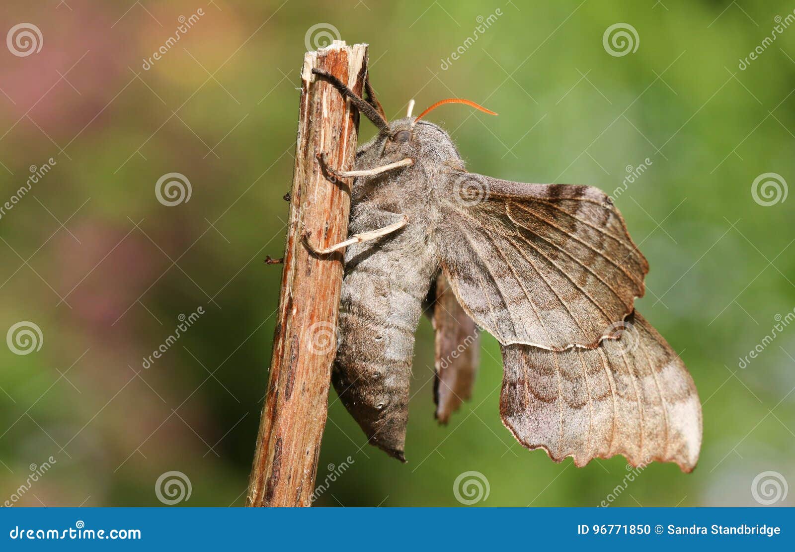 The Side View of a Beautiful Poplar Hawk-moth Laothoe Populi . Stock ...