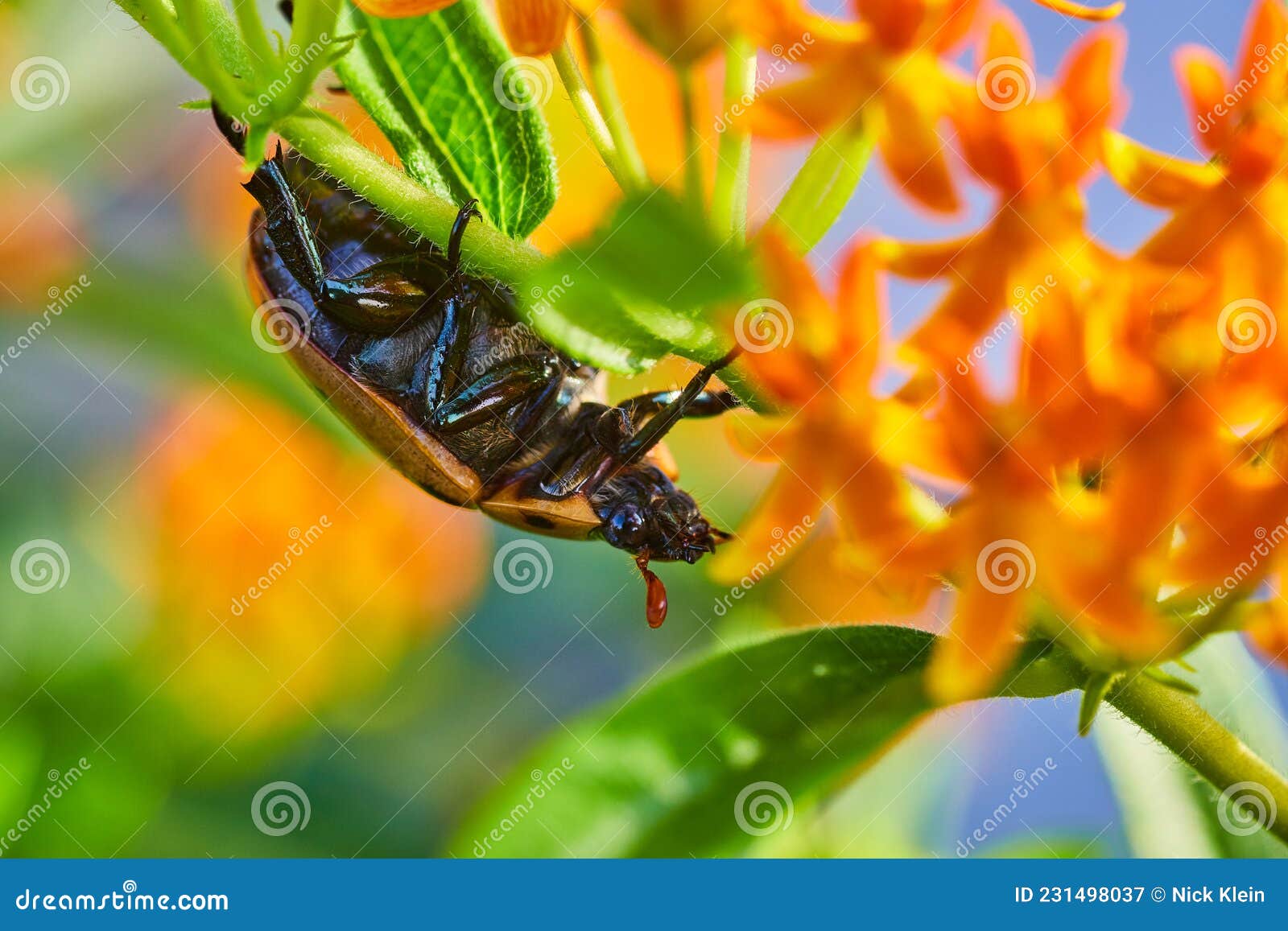 Side View of Beetle Bug on Green and Orange Plant Stock Image - Image ...