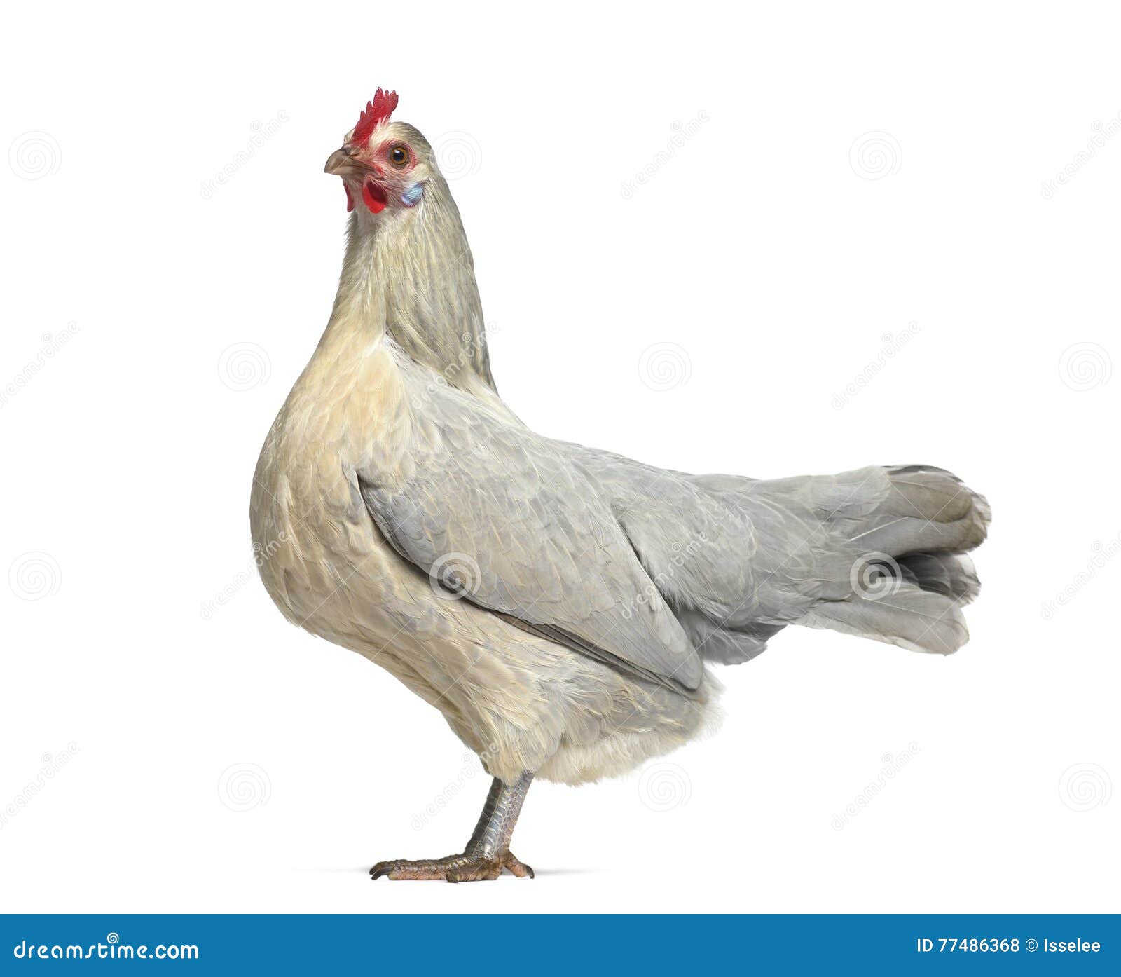 Side view of a Belgian hen stock photo. Image of studio - 77486368