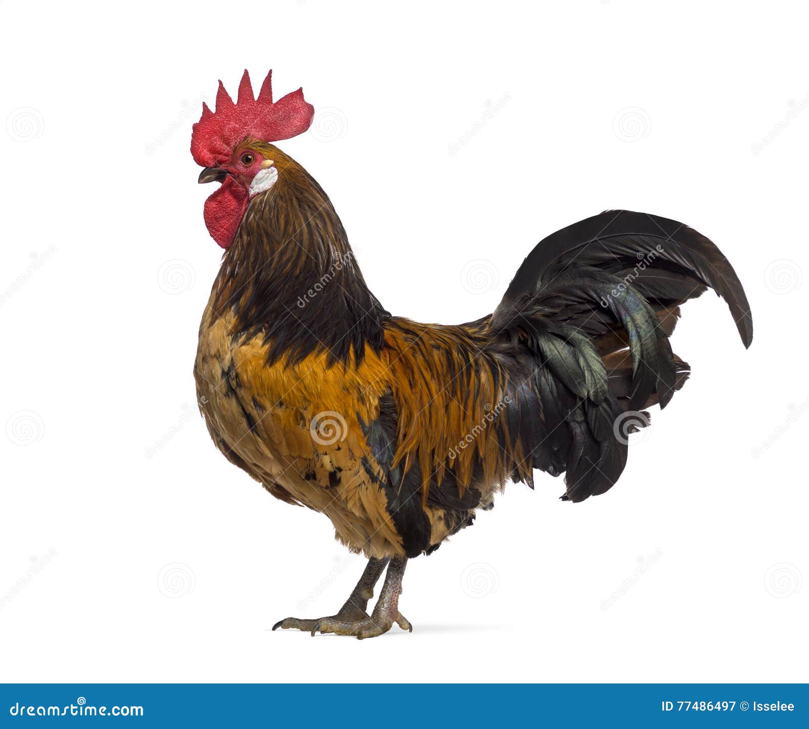 Side View of a Belgian Rooster Stock Image - Image of rooster, profile ...