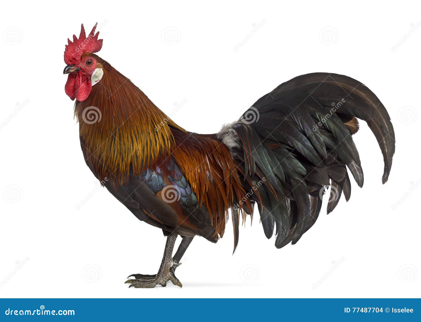Side View of a Belgian Rooster Stock Photo - Image of vertebrate ...