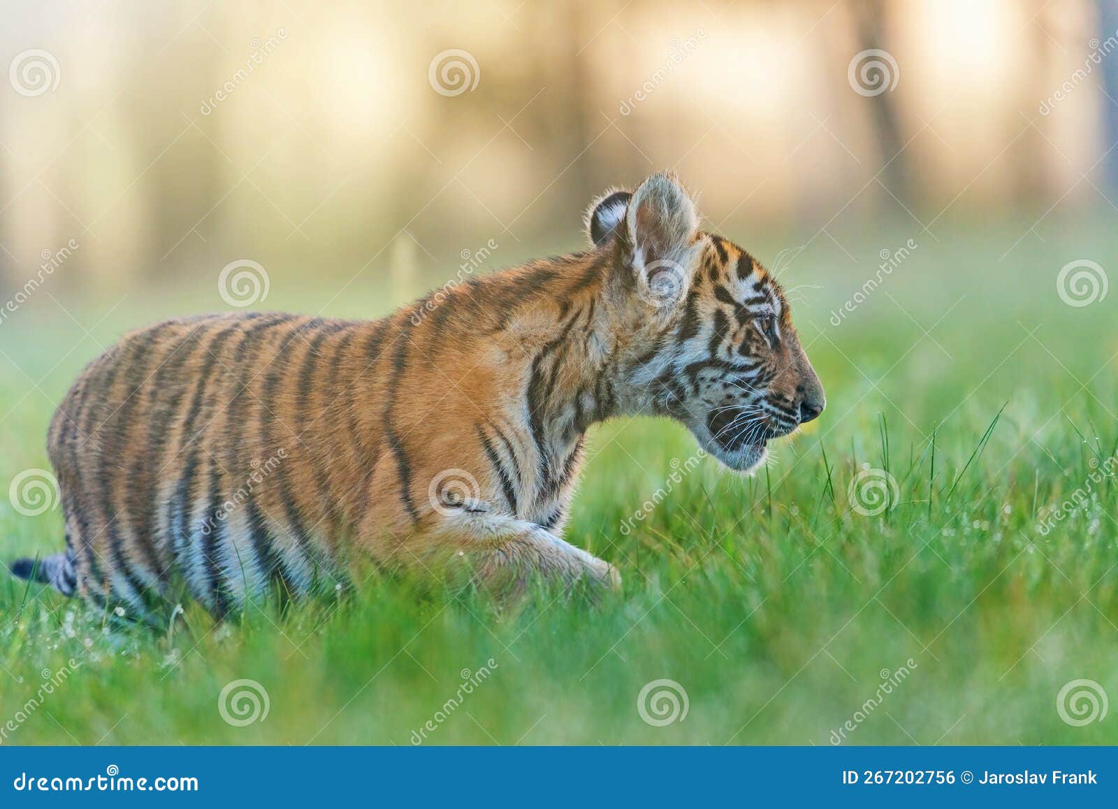 Side View of Bengal Tiger Cub in the Grass Stock Photo - Image of close ...