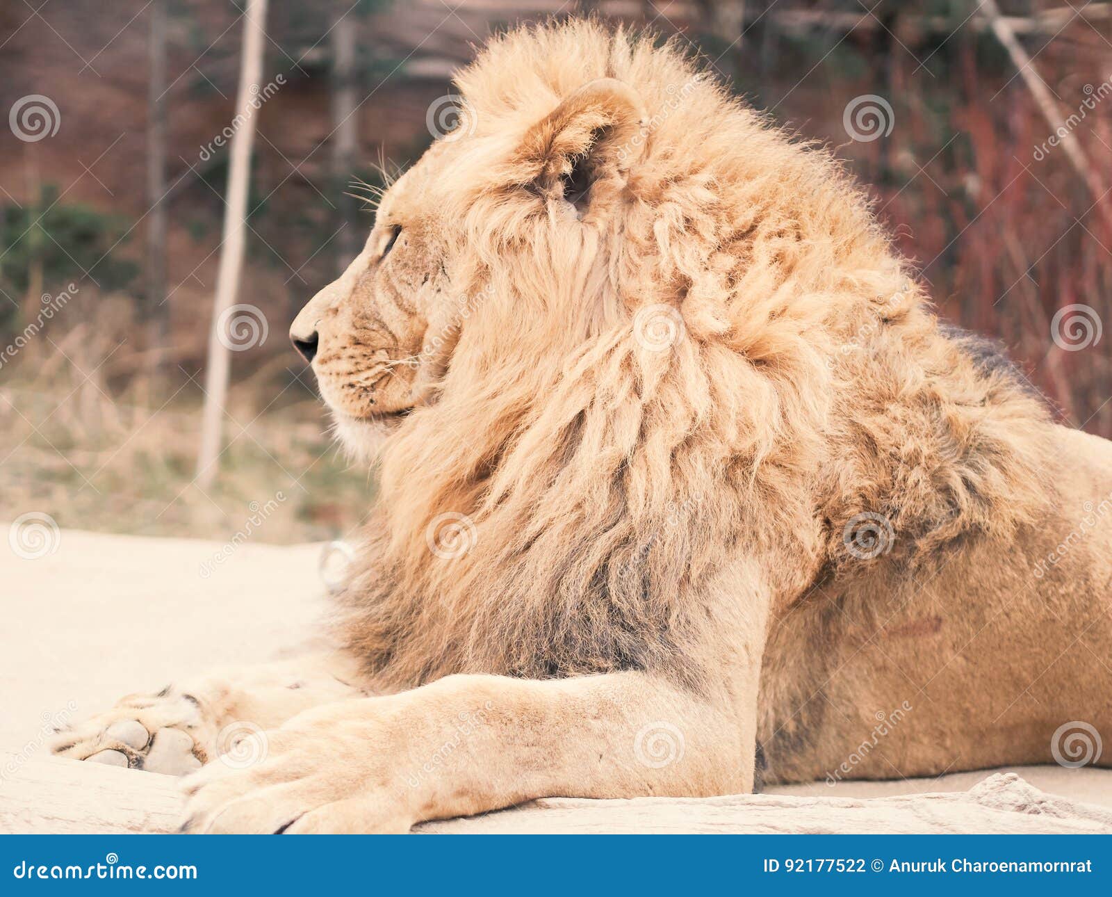 Lion Side View Sitting