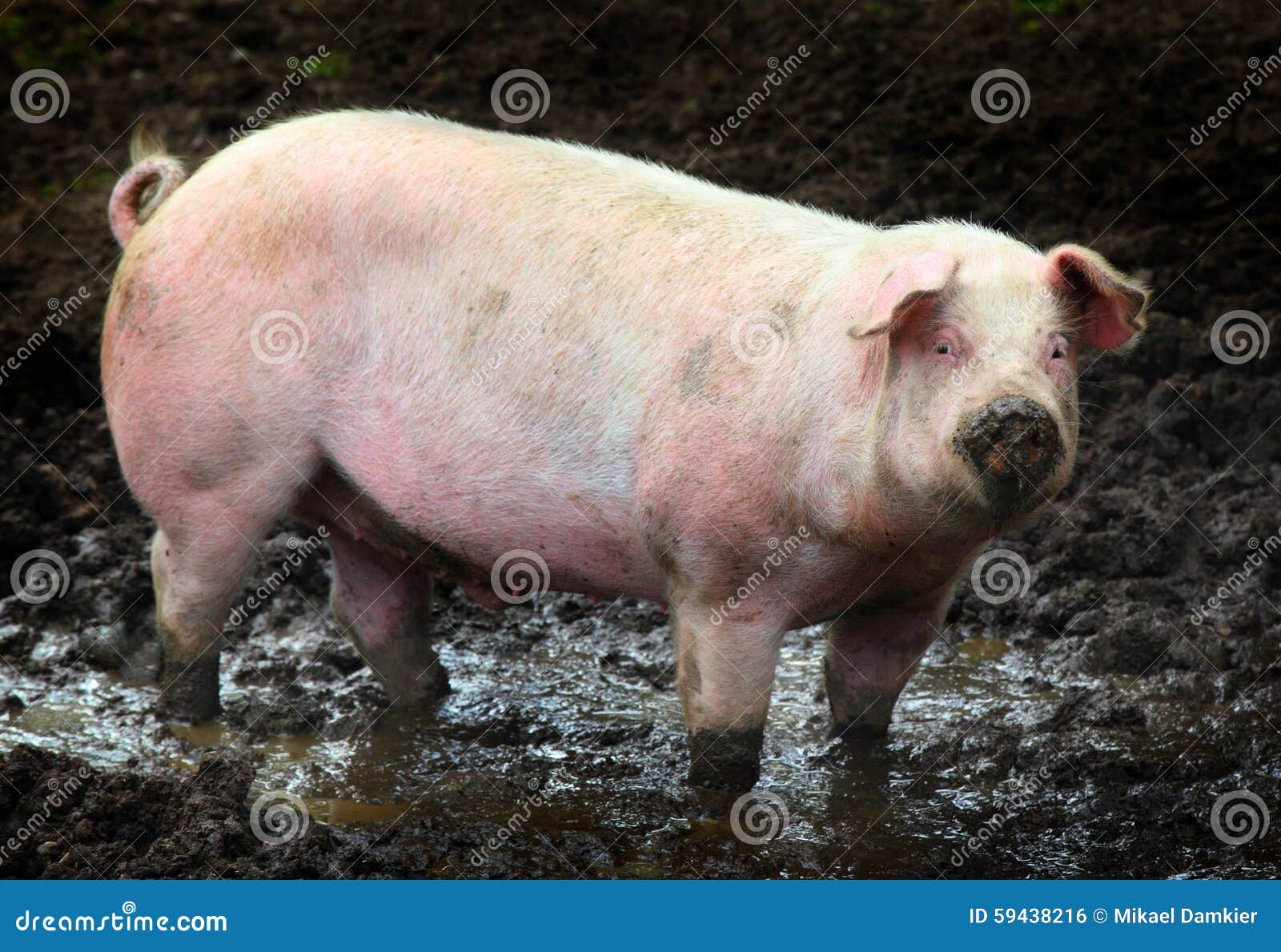 Side View Of A Big Pig Stock Photography | CartoonDealer.com #59438216