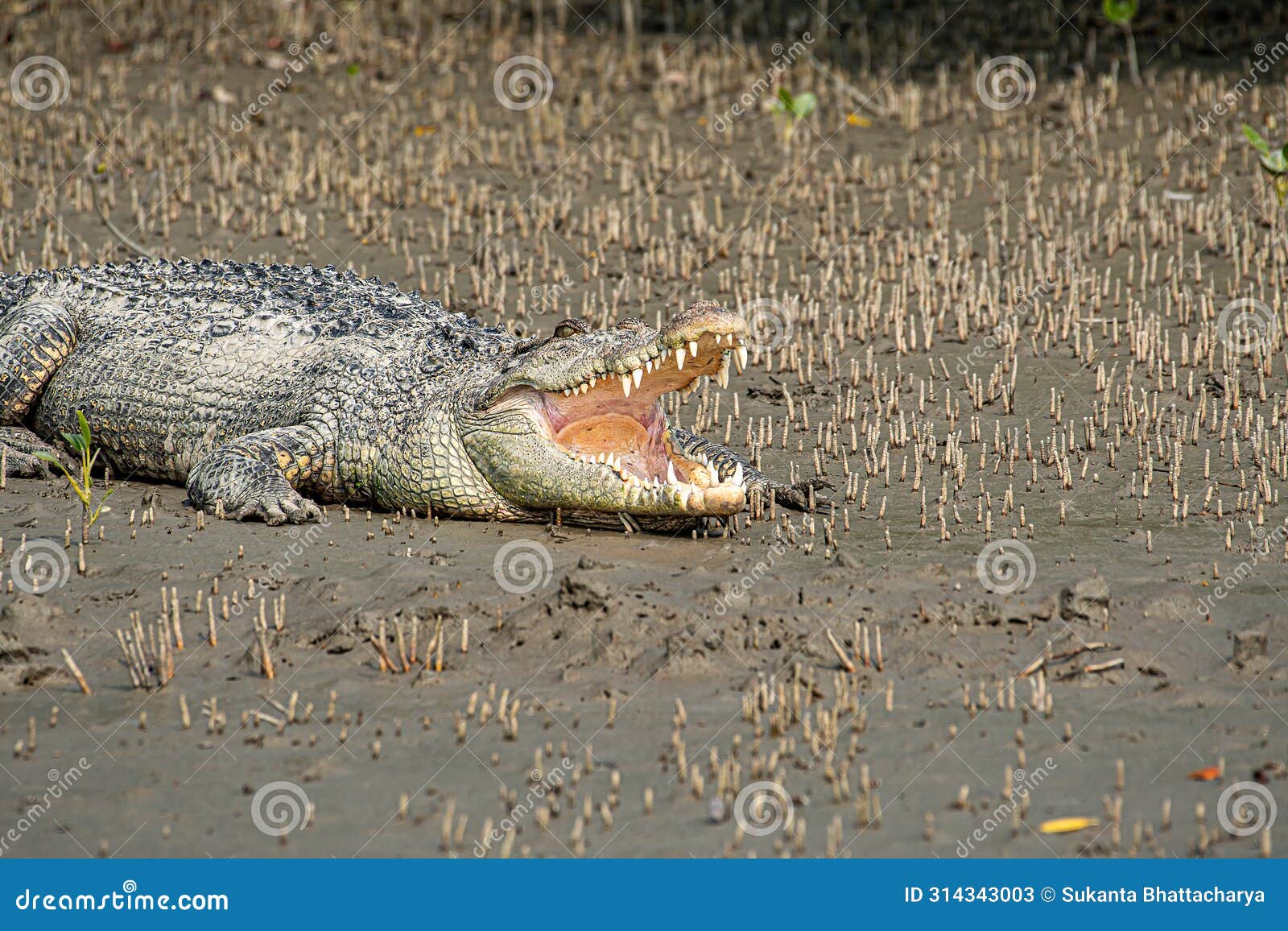 Side View of a Big, Powerful Alligator or Crocodile with Open Mouth ...