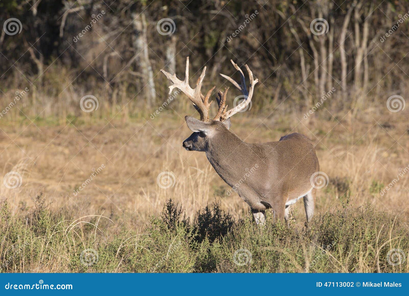 Side View of Big Whitetail Buck Stock Photo - Image of animal, massive ...