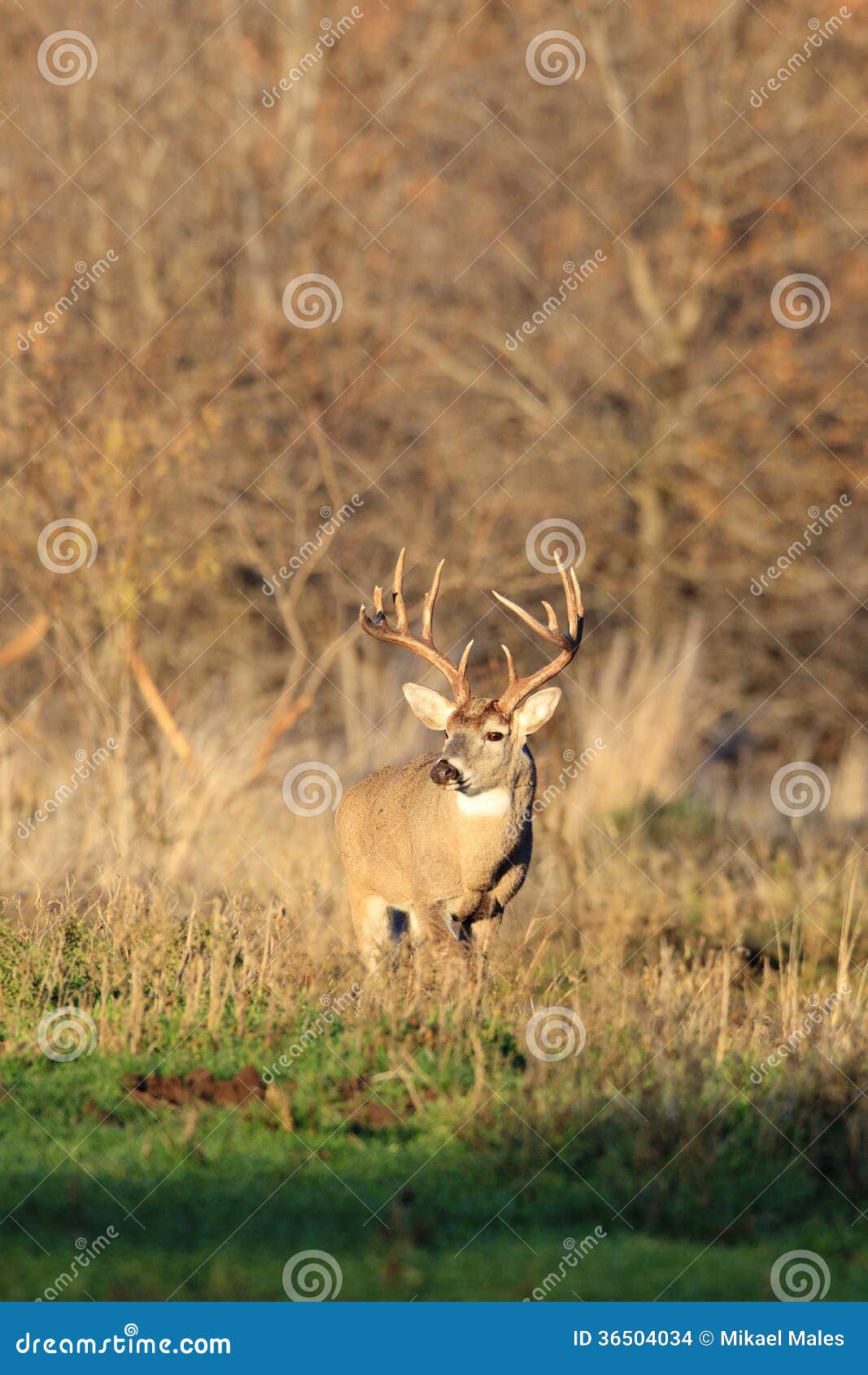 Side View of Big Whitetail Deer Stock Photo - Image of glands, drinking ...