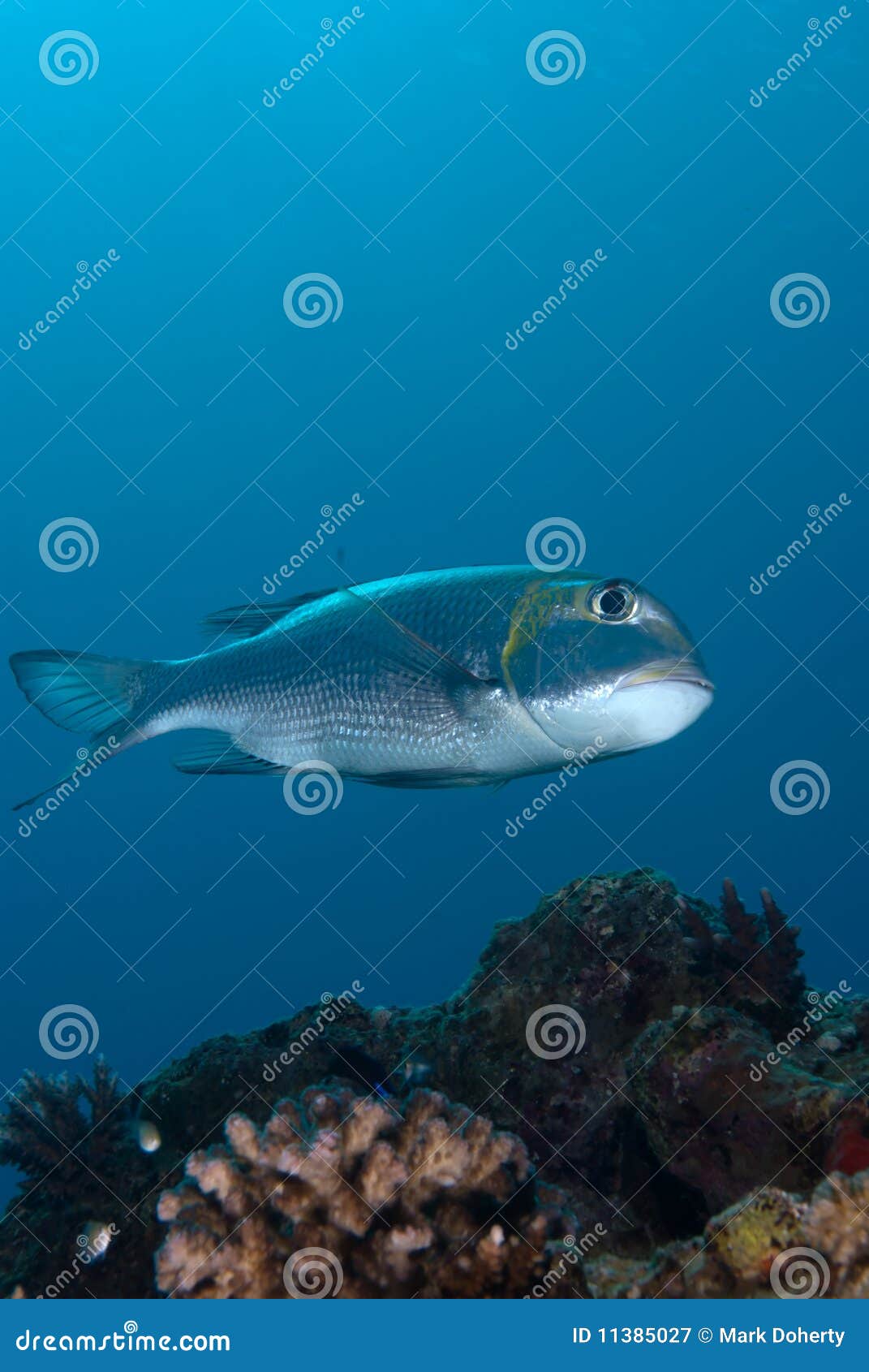 Bigeye Emperor - Monotaxis Grandoculis - Fish On White Background ...