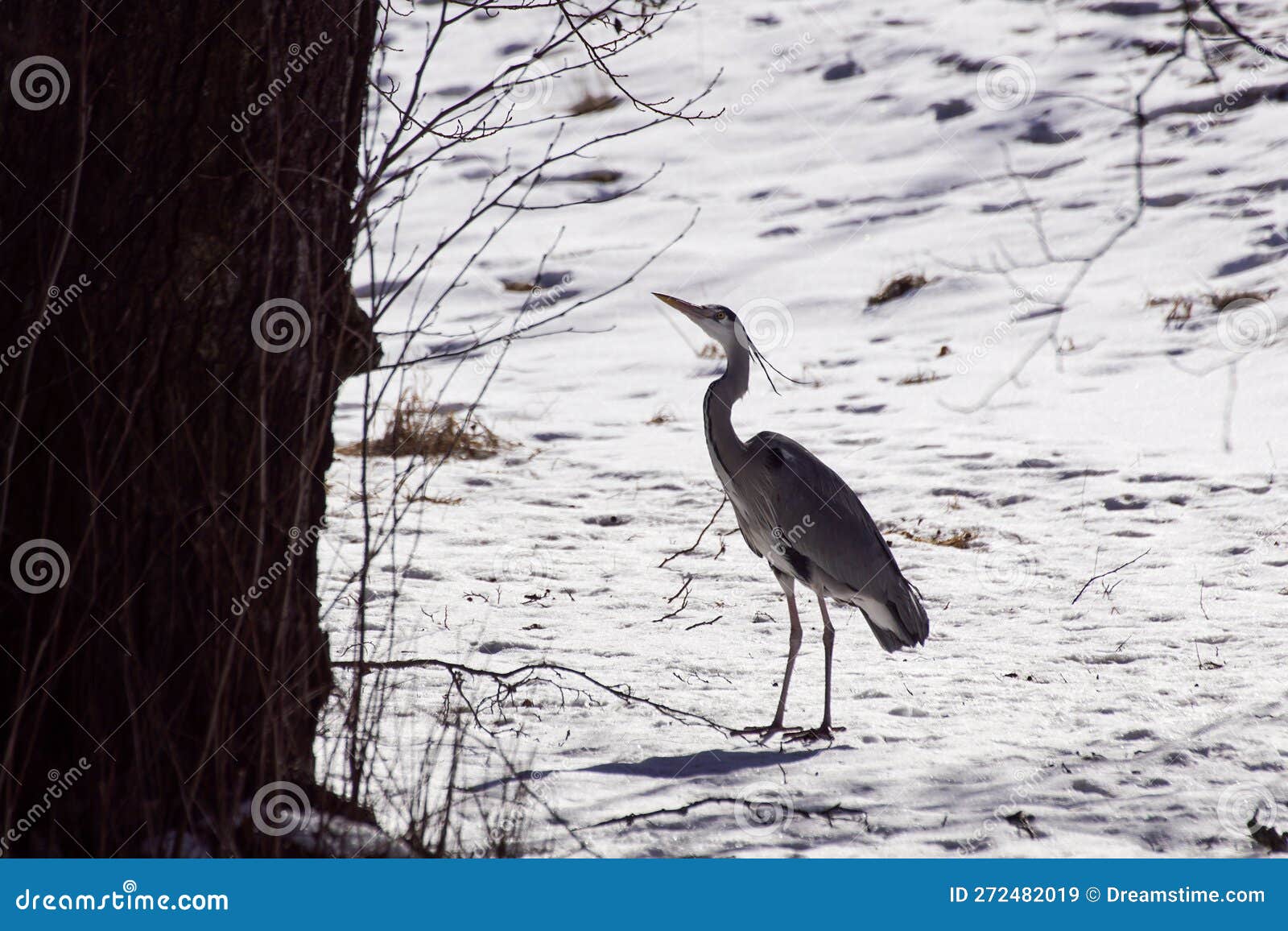 Side View of Bird Perch on Snow Covered Ground Stock Image - Image of ...