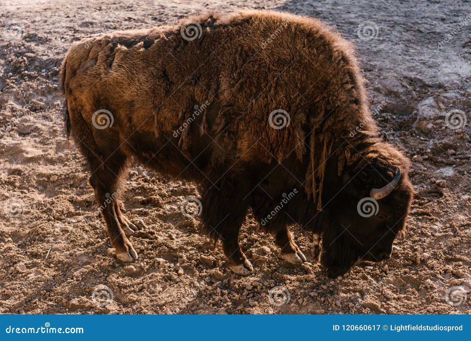 Side View of Bison Grazing on Ground Stock Image - Image of light, wild ...