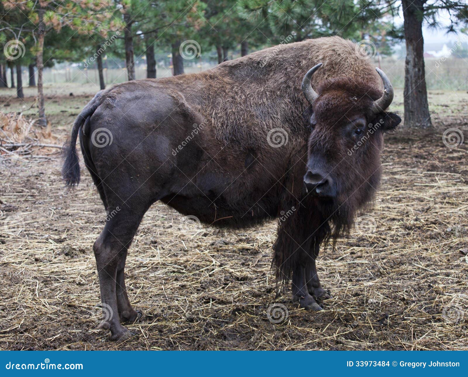 Side view of bison. stock photo. Image of wildlife, large - 33973484
