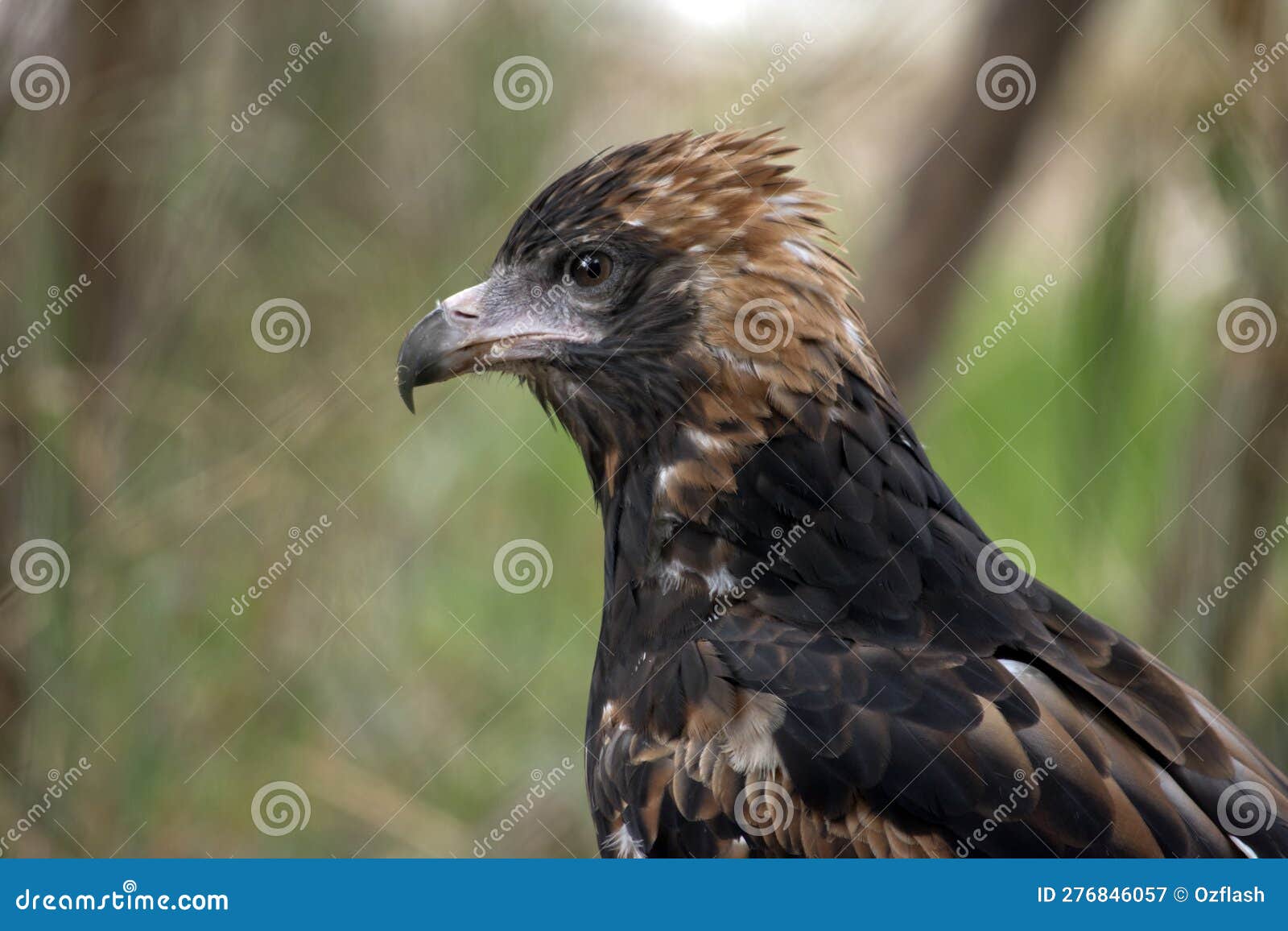 This is a Side View of a Black Breasted Buzzard Stock Image - Image of ...