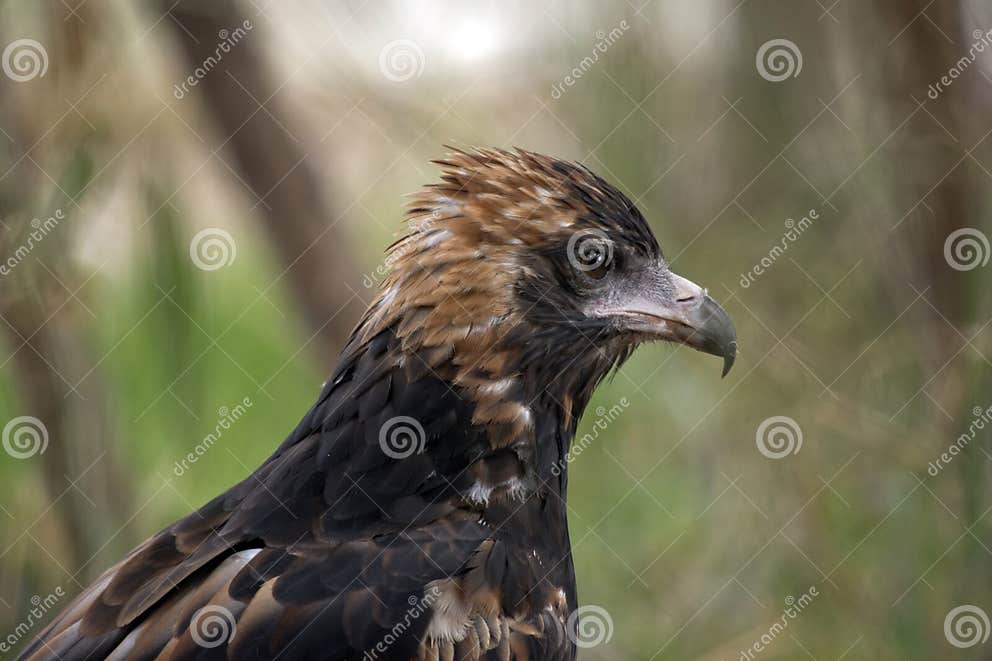 This is a Side View of a Black Breasted Buzzard Stock Photo - Image of ...