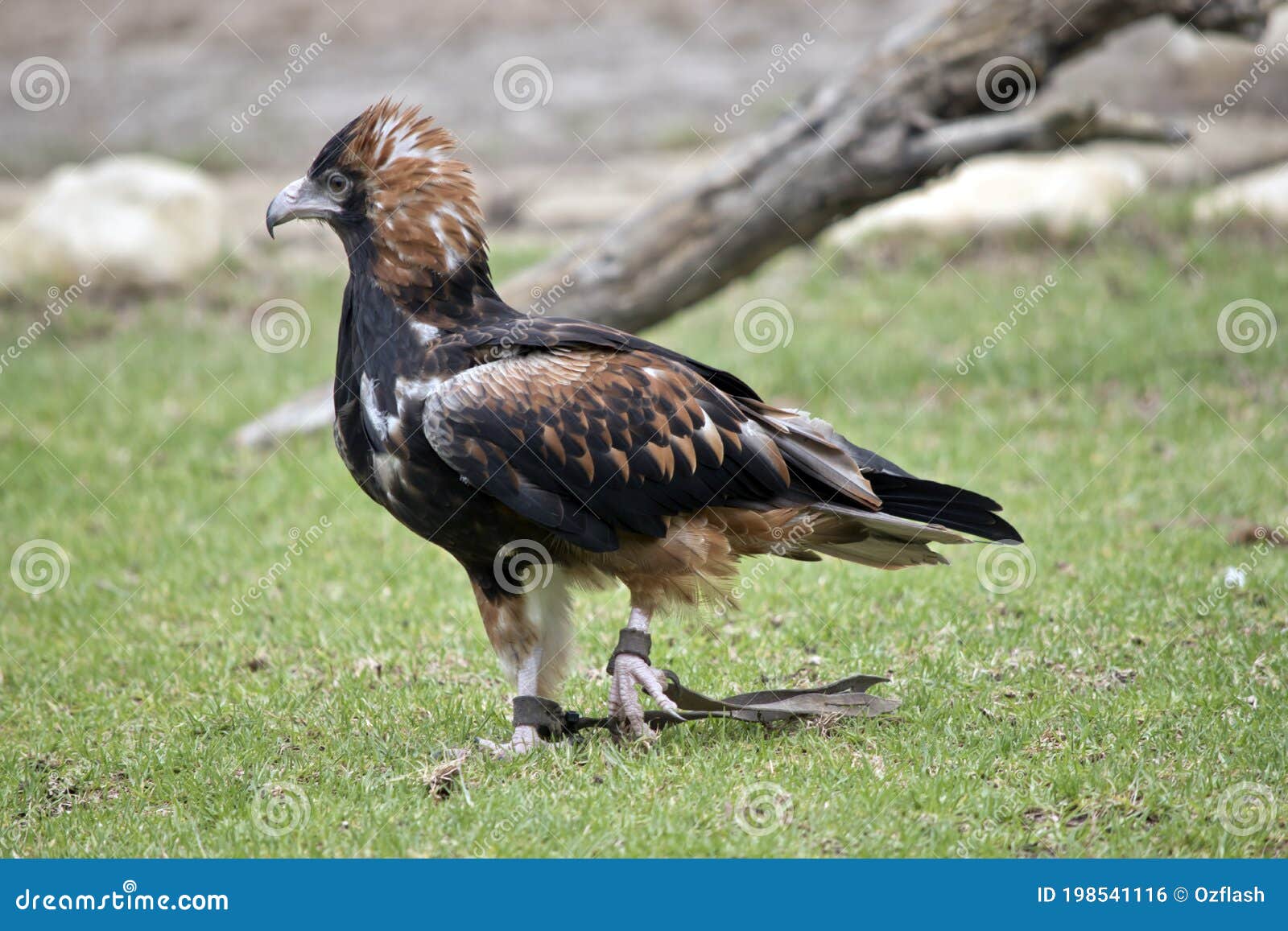 This is a Side View of a Black Breasted Buzzard Stock Photo - Image of ...
