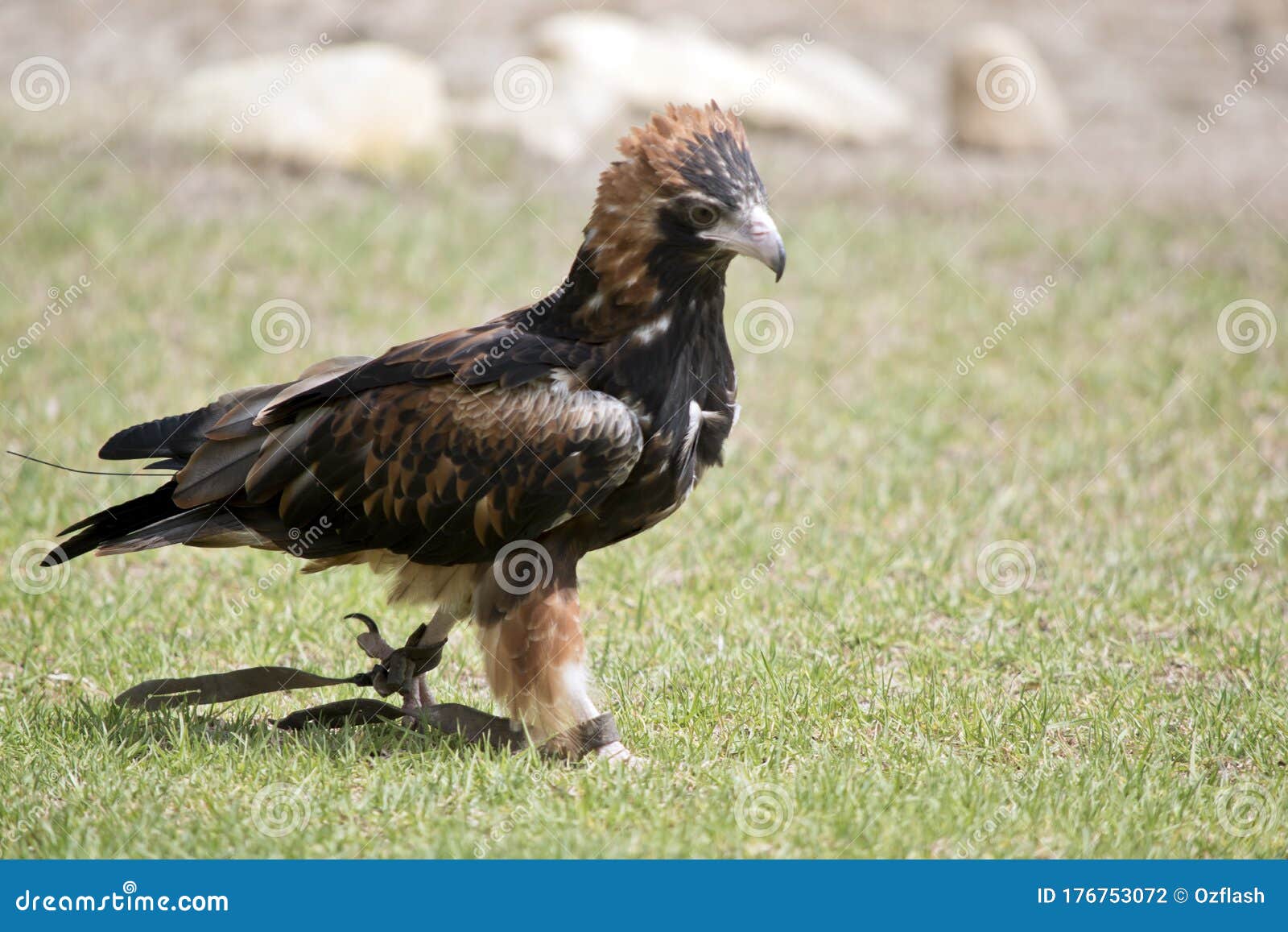 This is a Side View of a Black Breated Buzzard Stock Photo - Image of ...