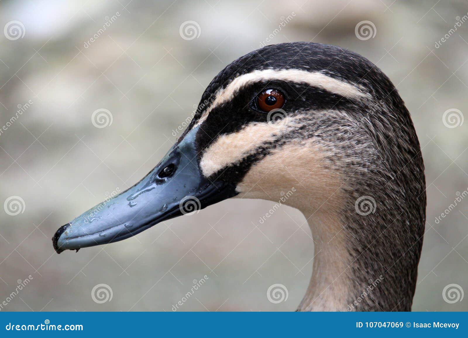 Duck face side view stock image. Image of australia - 107047069