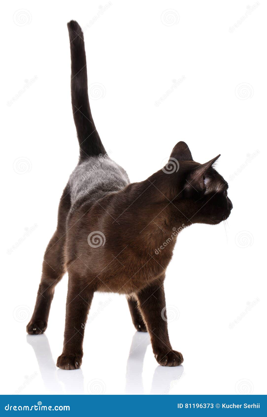 Side View of a Black Cat Isolated on White Stock Image - Image of ...