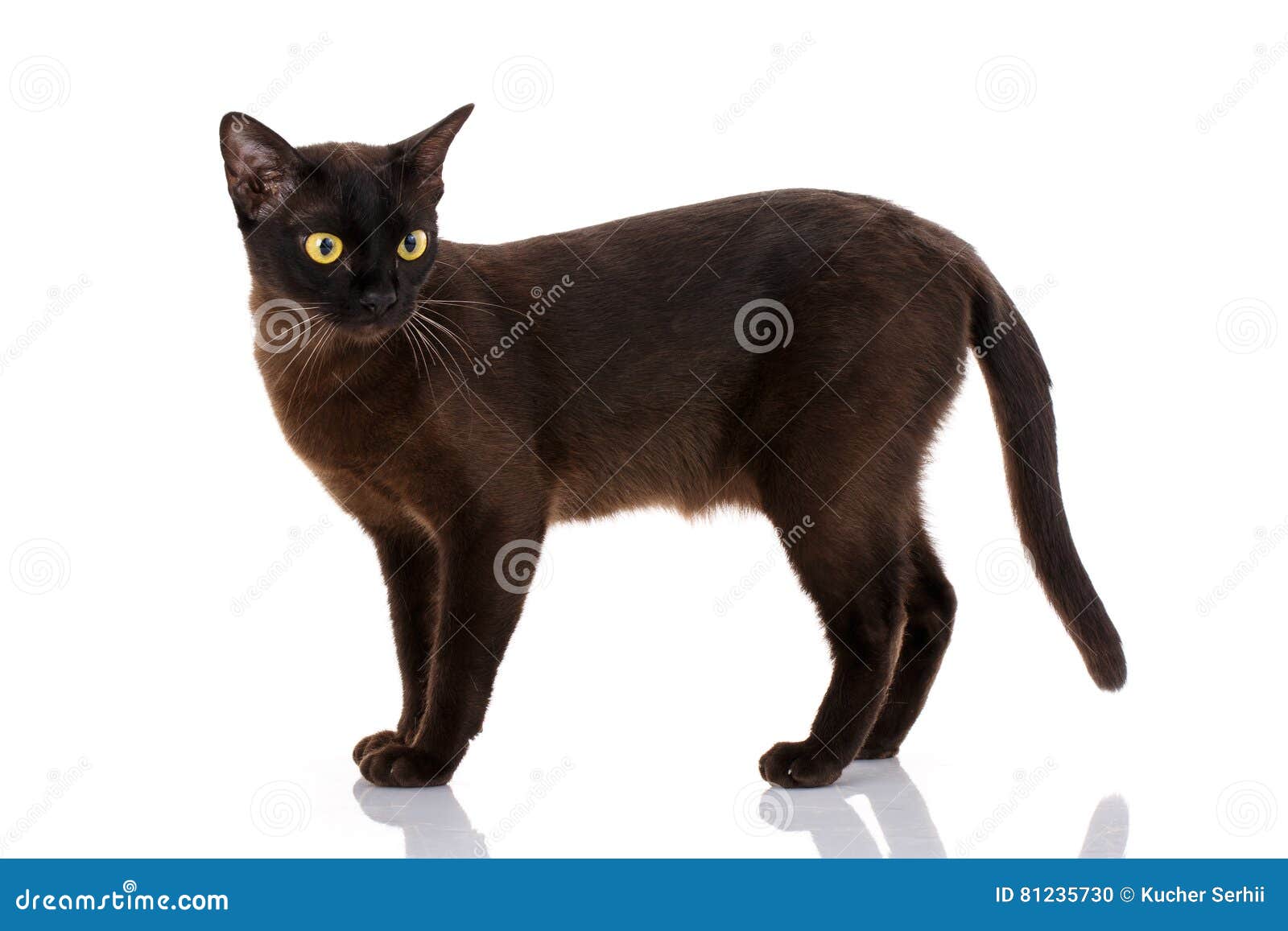 Side View of a Black Cat Isolated on White Stock Photo - Image of ...