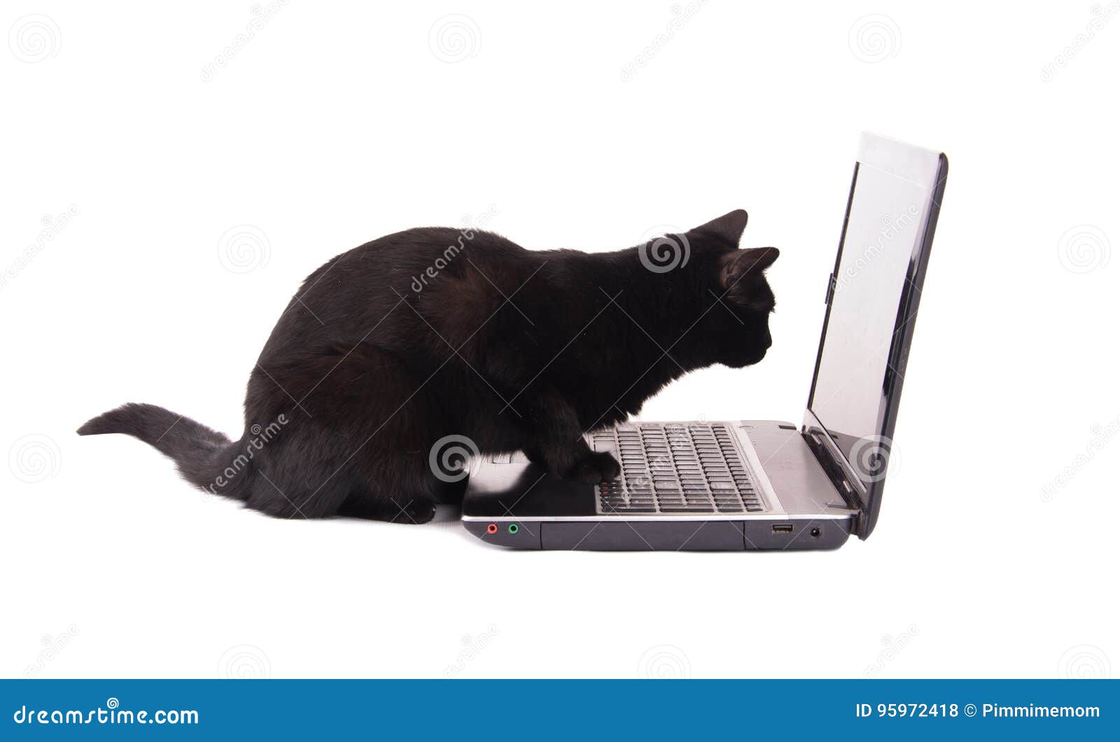 Side View of a Black Cat Looking at a Laptop Screen Stock Photo - Image ...