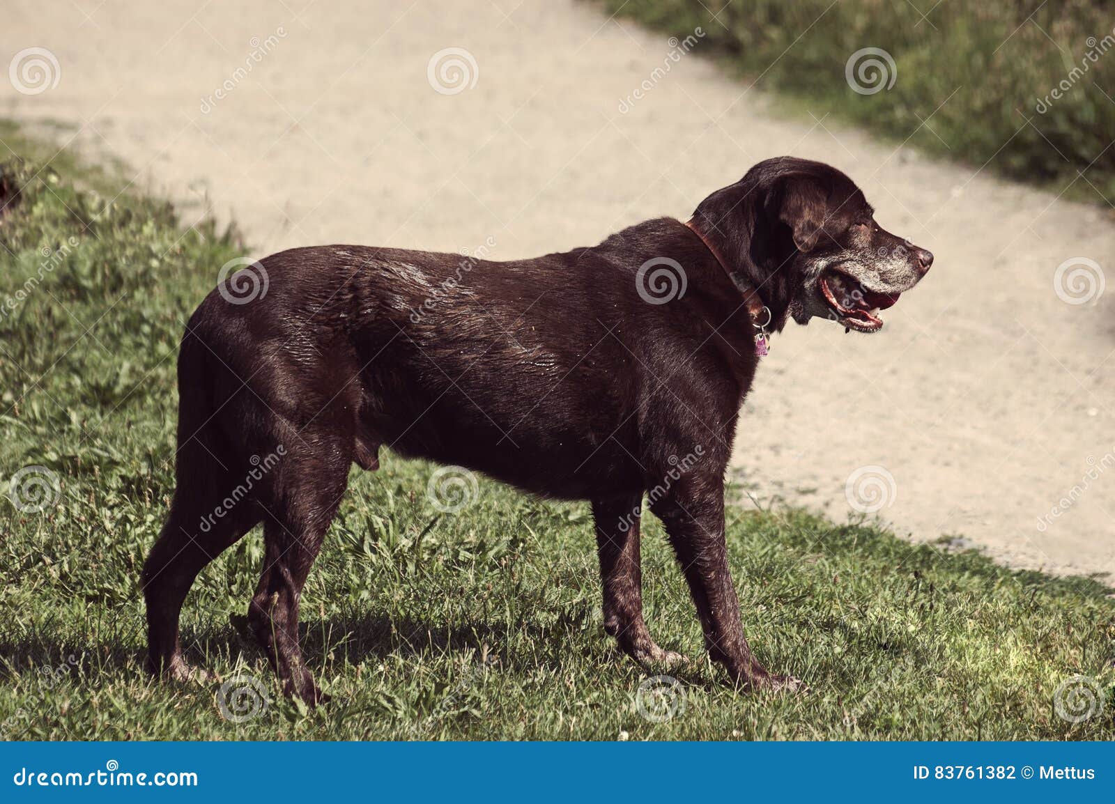 Side View of Black Dog Playing Outside on Grass and Copyspace Stock ...