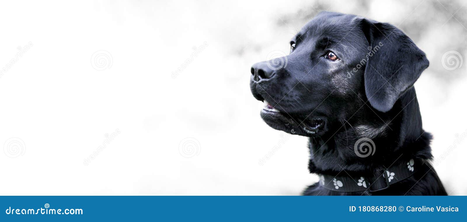 A Side View of a Black Labrador on a Banner Stock Photo - Image of ...