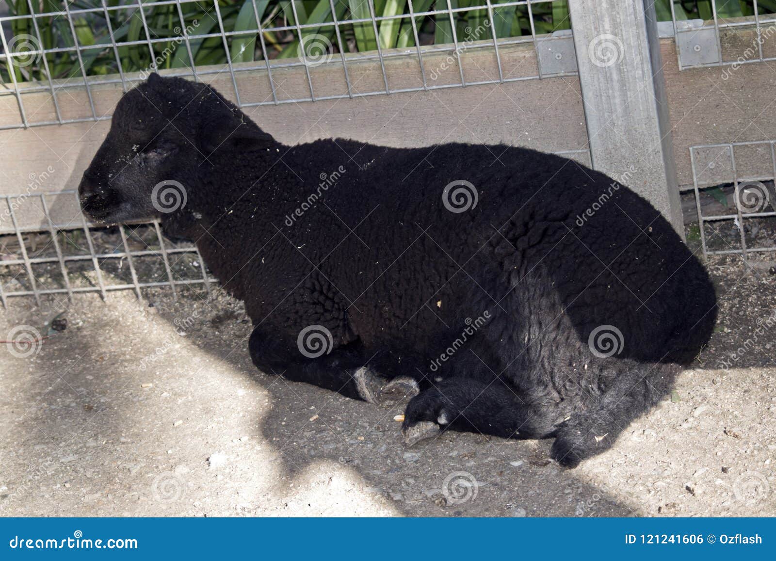 Bah, bah black sheep stock photo. Image of eyelashes - 121241606
