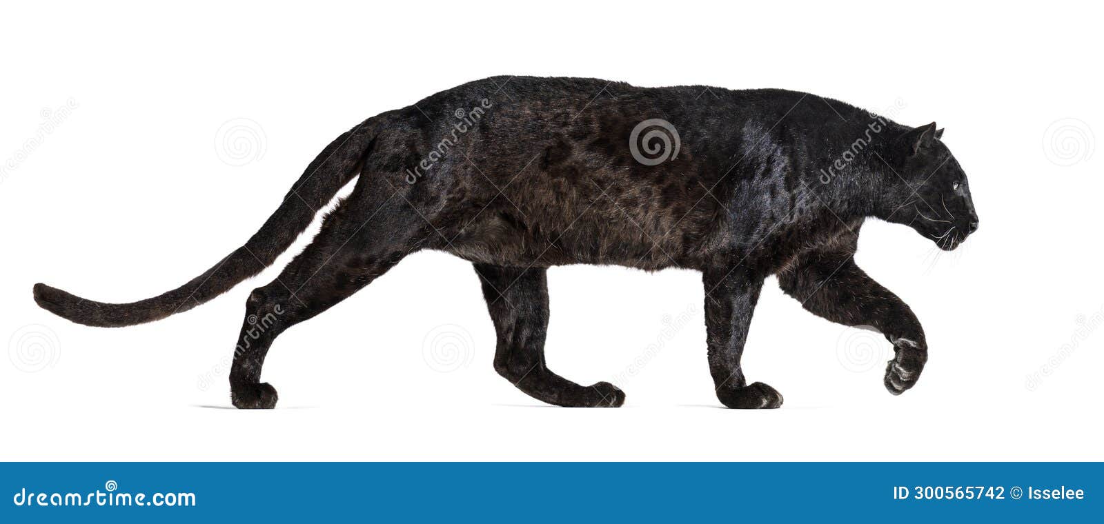 Side View of a Black Leopard Walking Away, Panthera Pardus, Isolated on ...