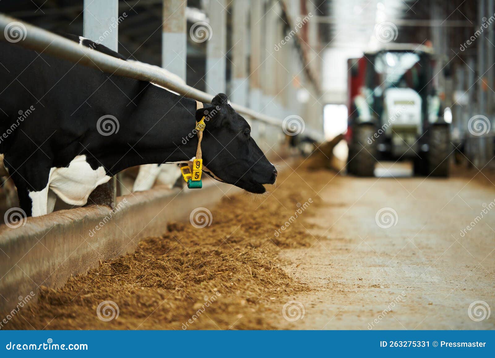 Side View of Black Purebred Cow Mooing in Cowshed Stock Image - Image ...