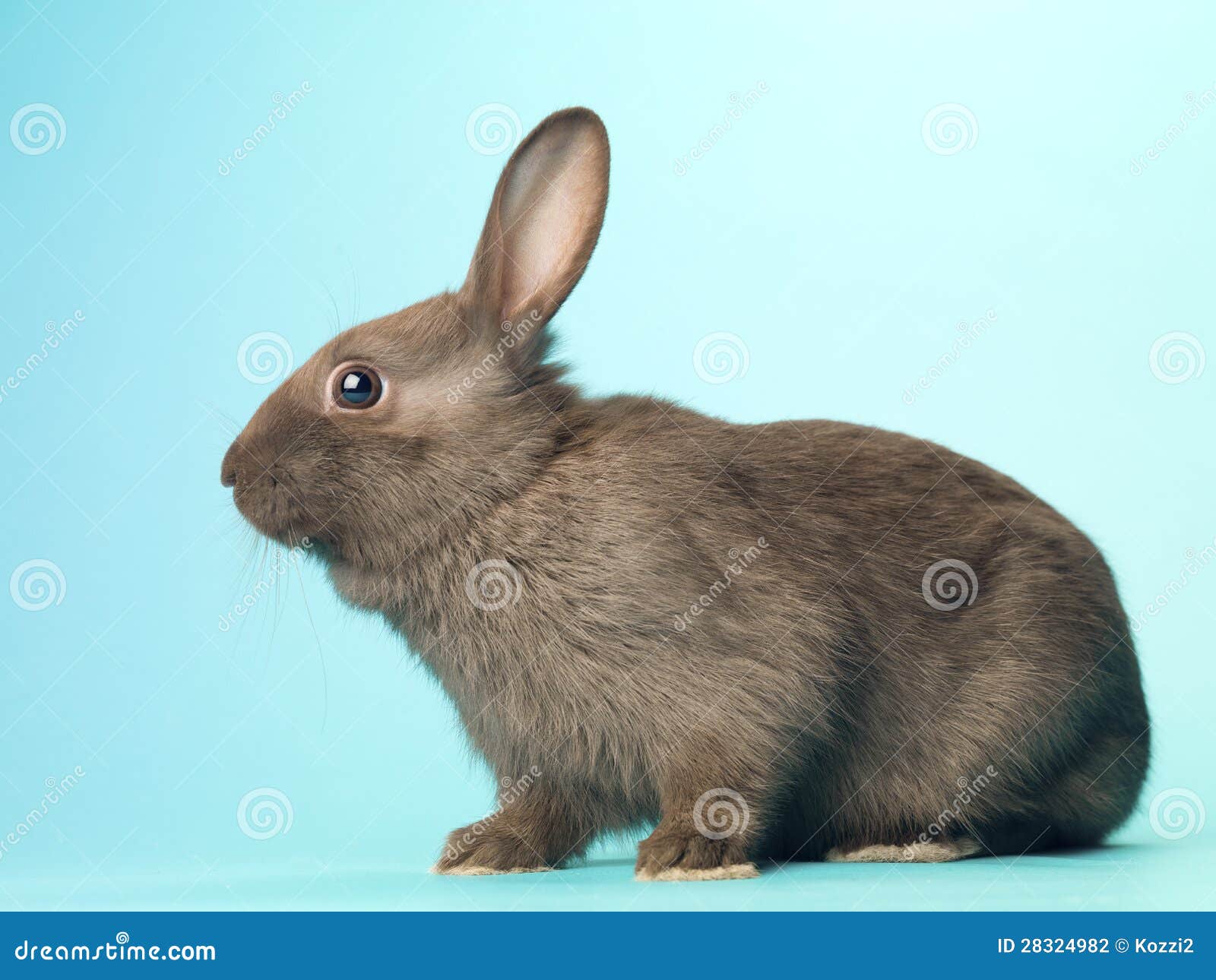 Side View of a Black Rabbit Stock Photo - Image of adorable, fluffy ...