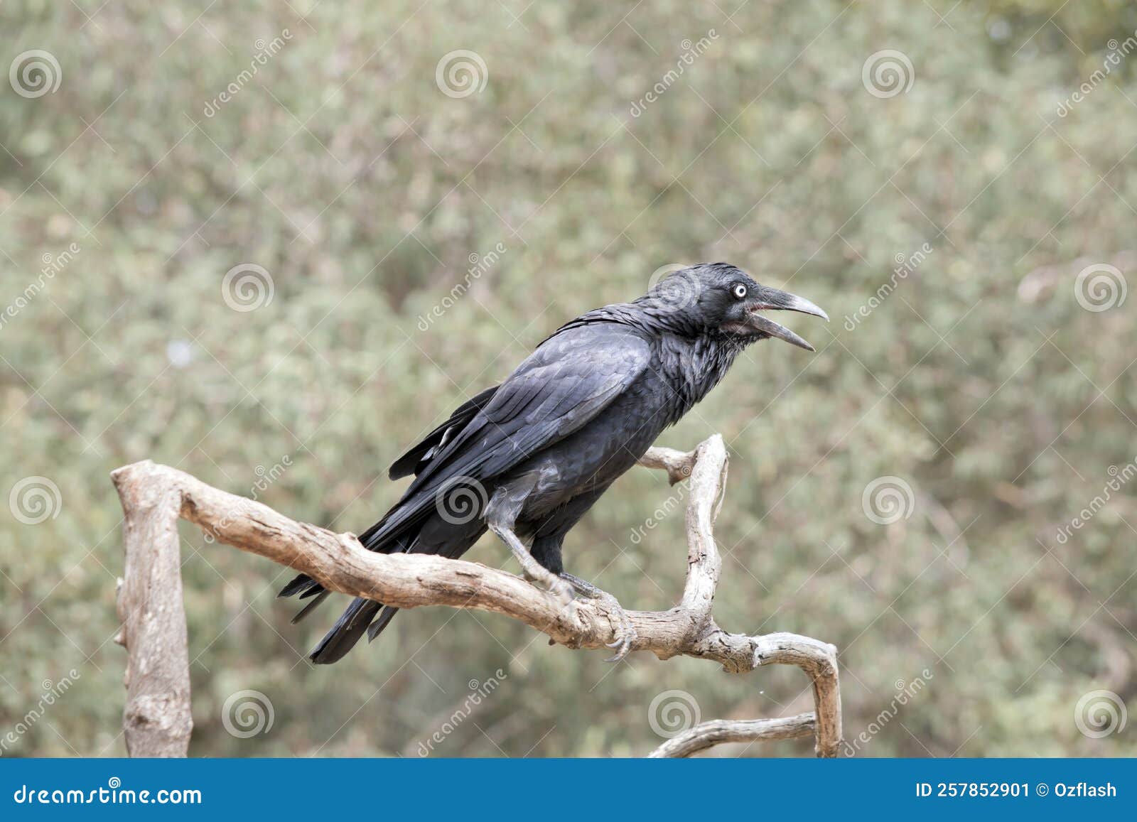 This is a Side View of a Black Raven Squawking Stock Image - Image of ...