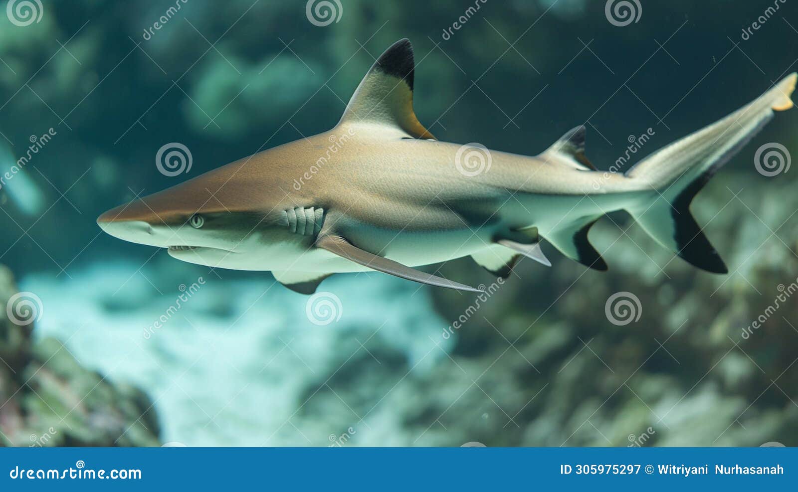 Side View of a Black Tip Reef Shark. Reef Shark in an Aquarium. AI ...