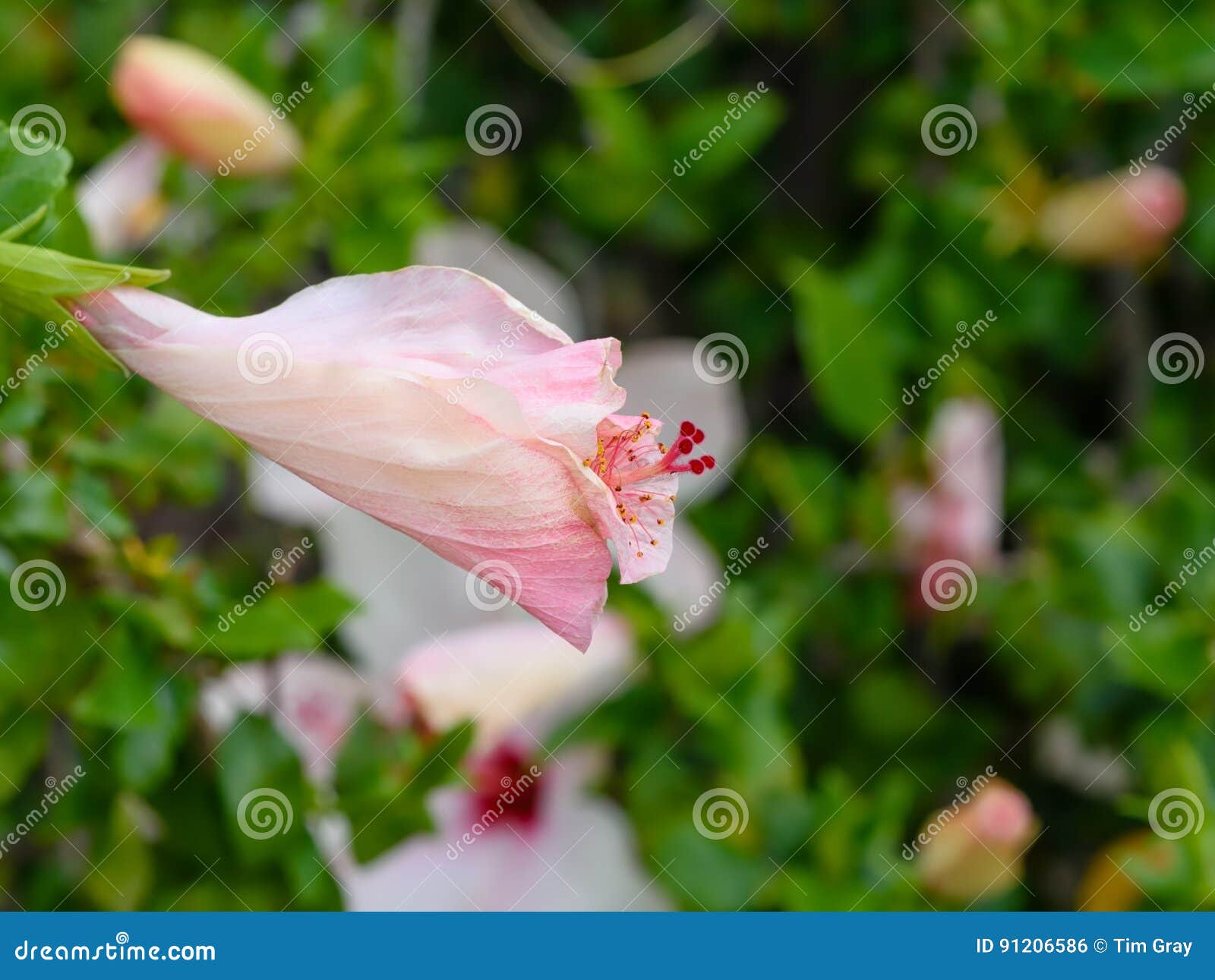 Side view blooming flower stock photo. Image of hibiscus - 91206586