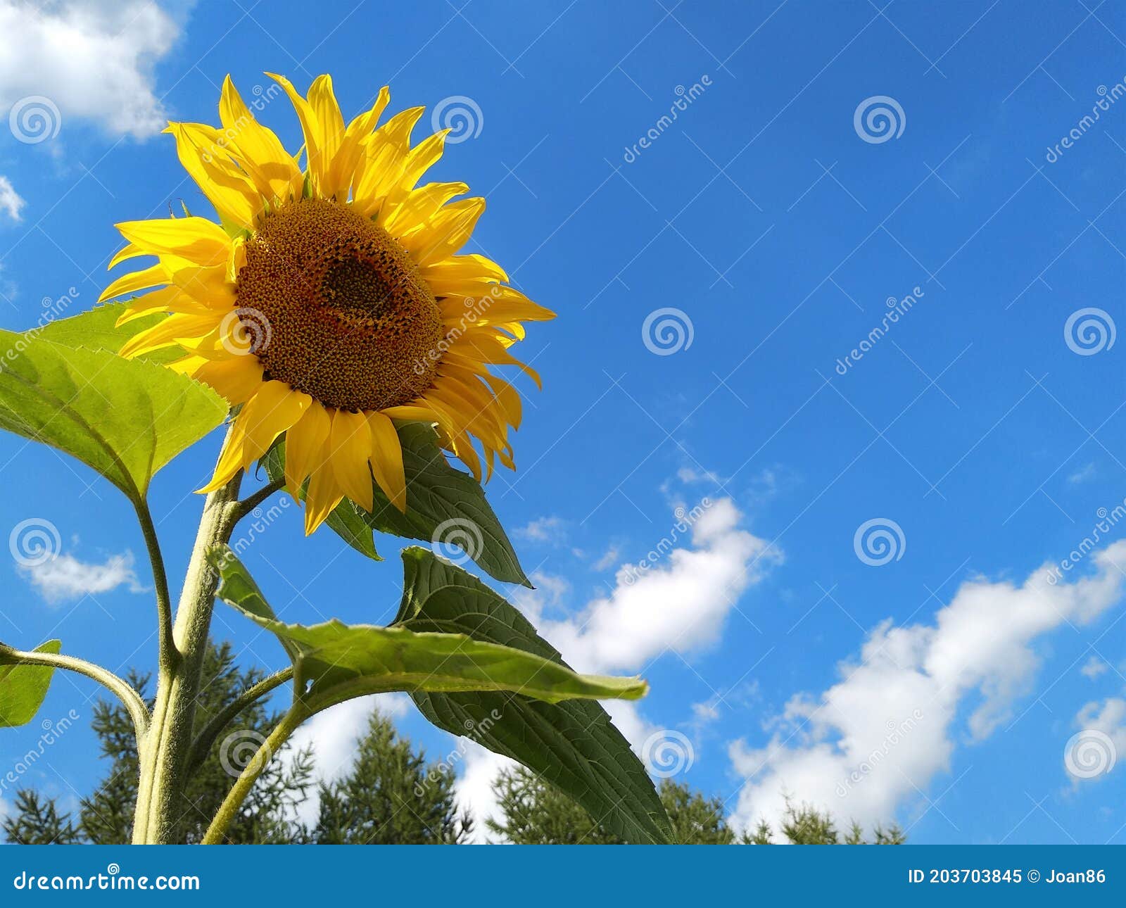 Side View of Blooming Sunflower Stock Image - Image of core, plant ...